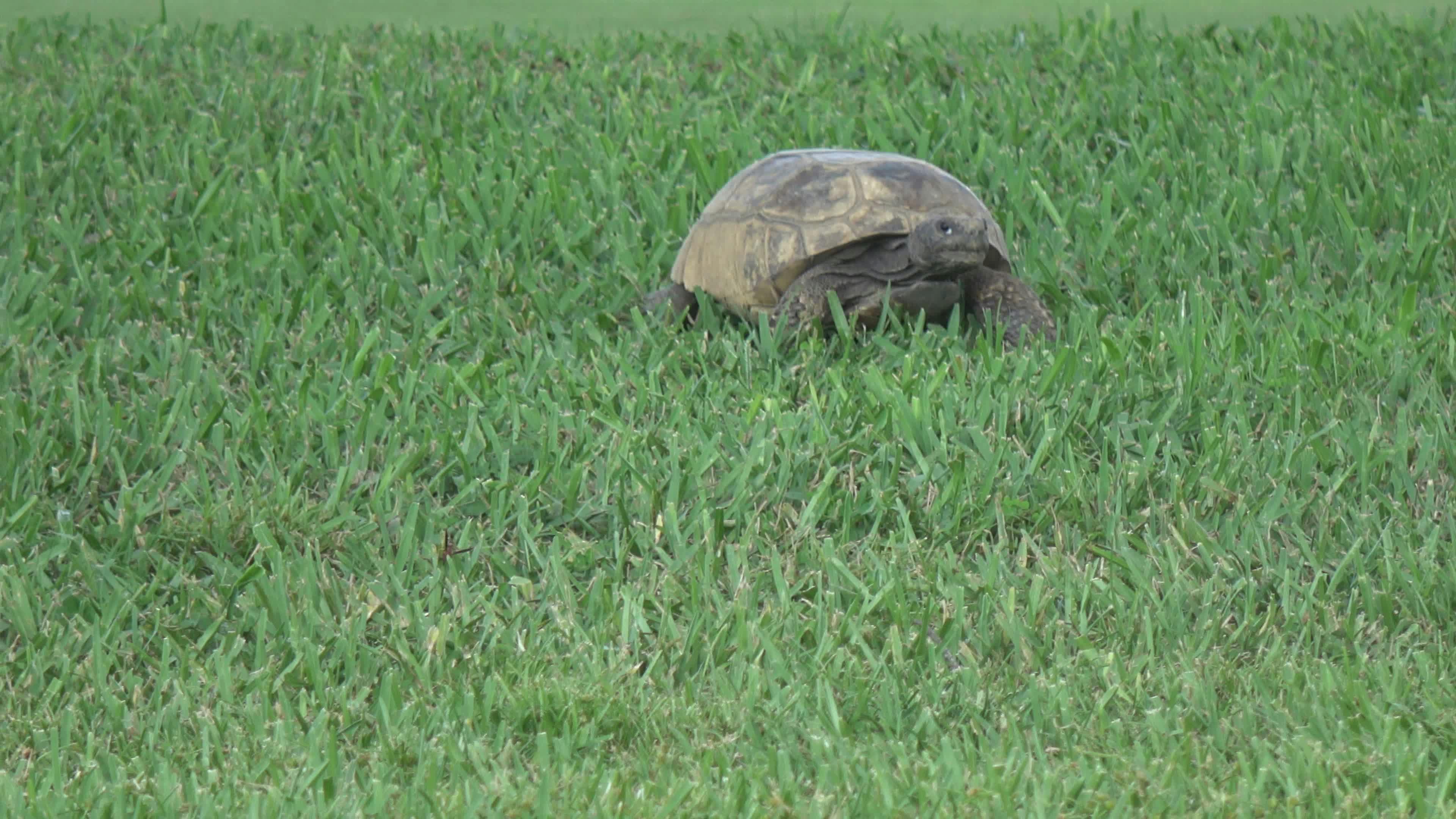 Gopher Turtle Videos, Download The BEST Free 4k Stock Video Footage ...