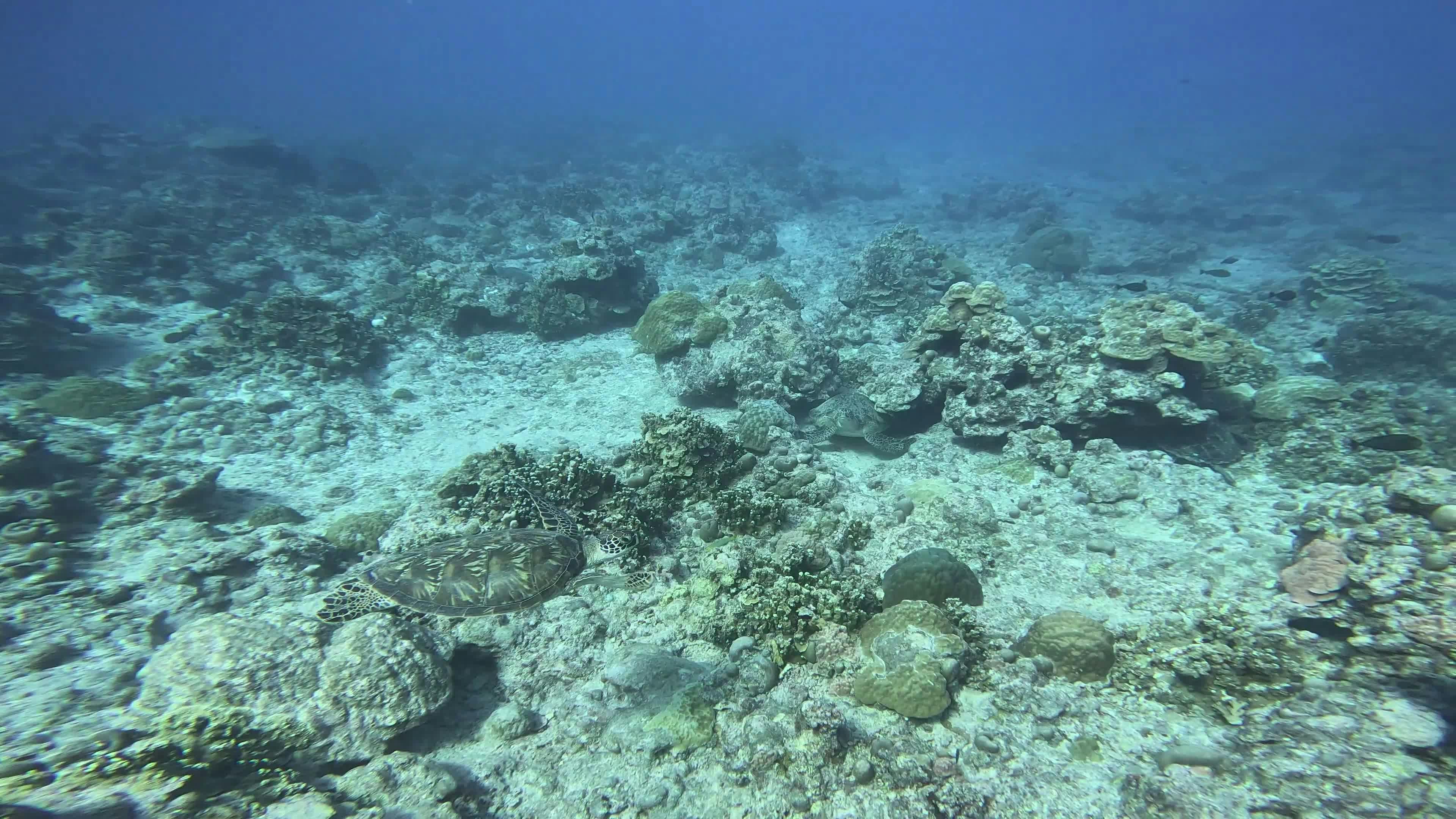 Shell Template Videos, Download The BEST Free 4k Stock Video Footage ...