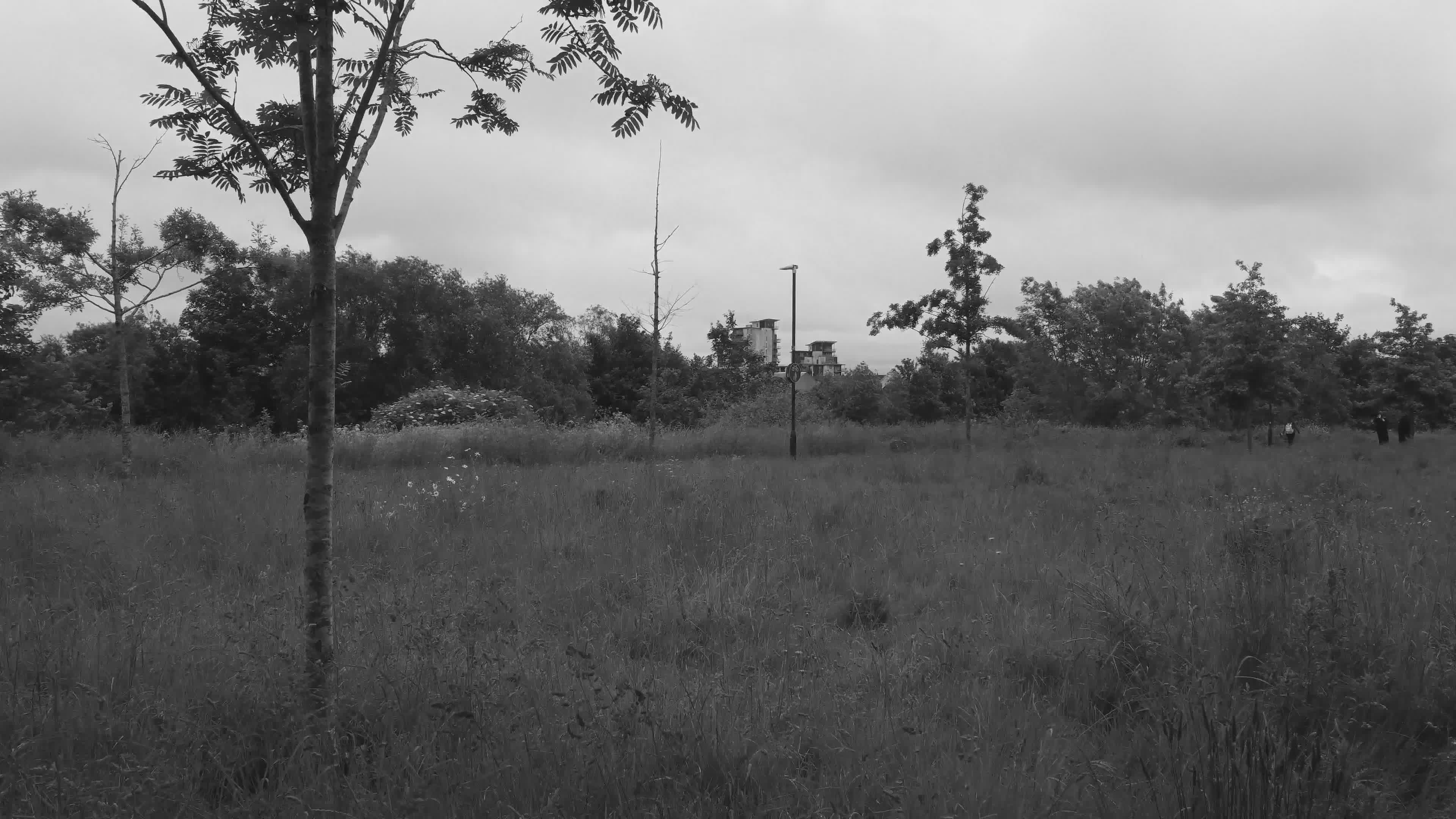 Serene Landscape with Trees and Overcast Sky Free Stock Video Footage ...