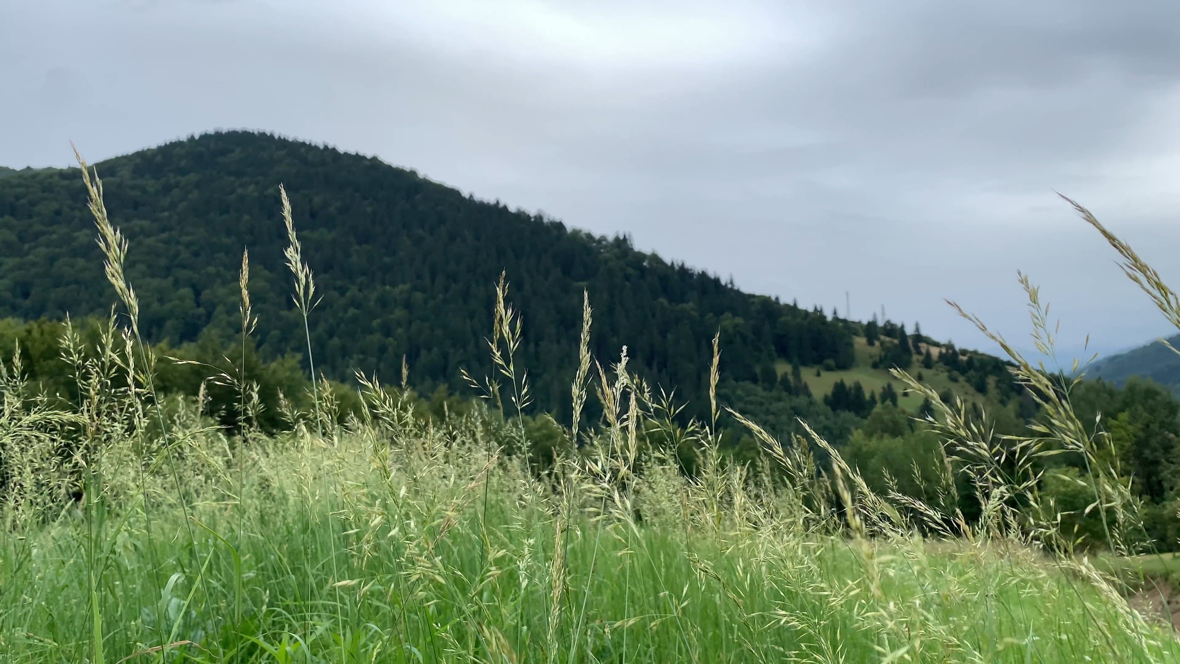 Wildes Gras, Das Mit Samen An Seinen Spitzen Wächst · Kostenloses Stock ...