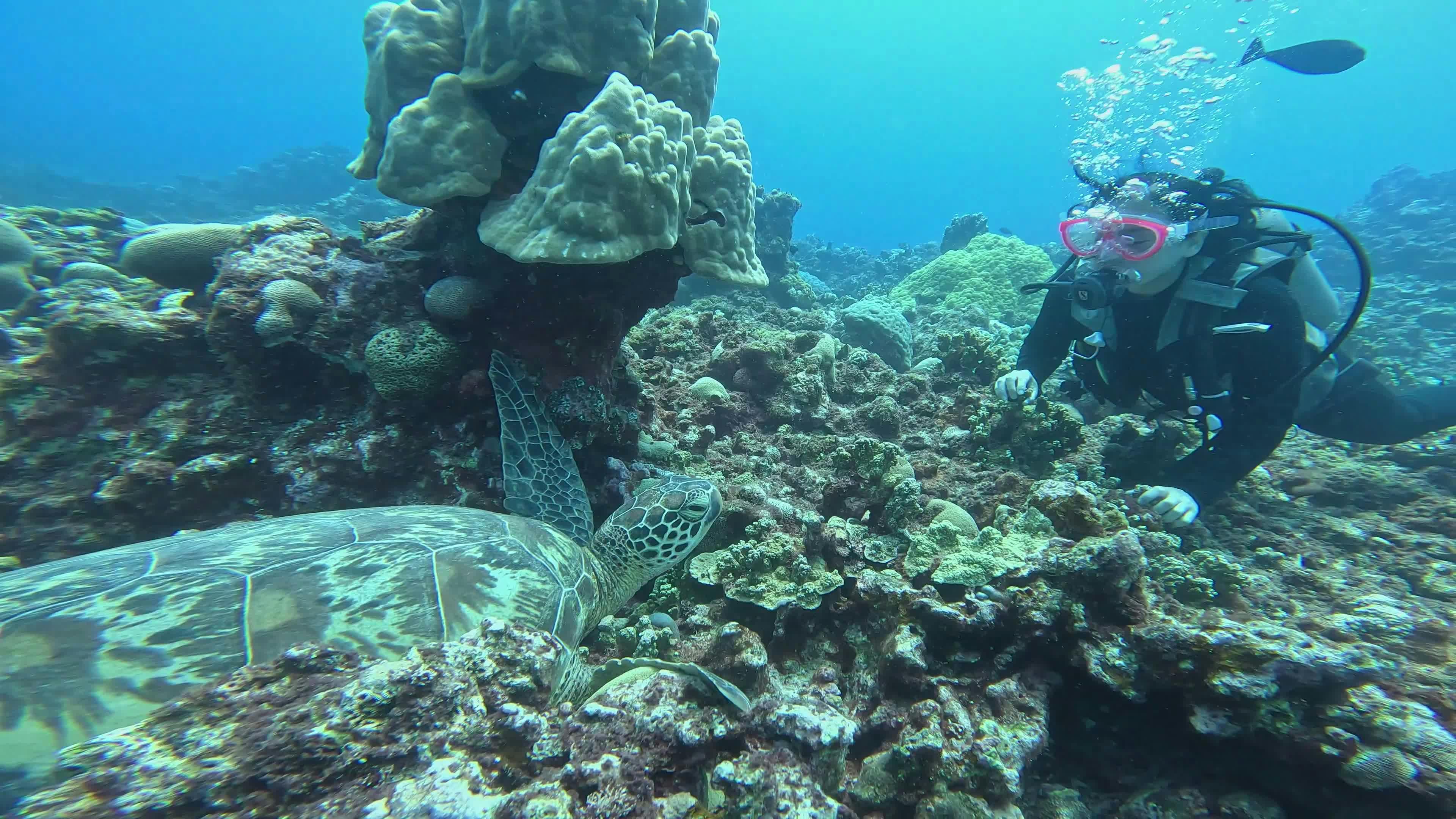 Scuba Diver Encounters Sea Turtle on Coral Reef Free Stock Video ...