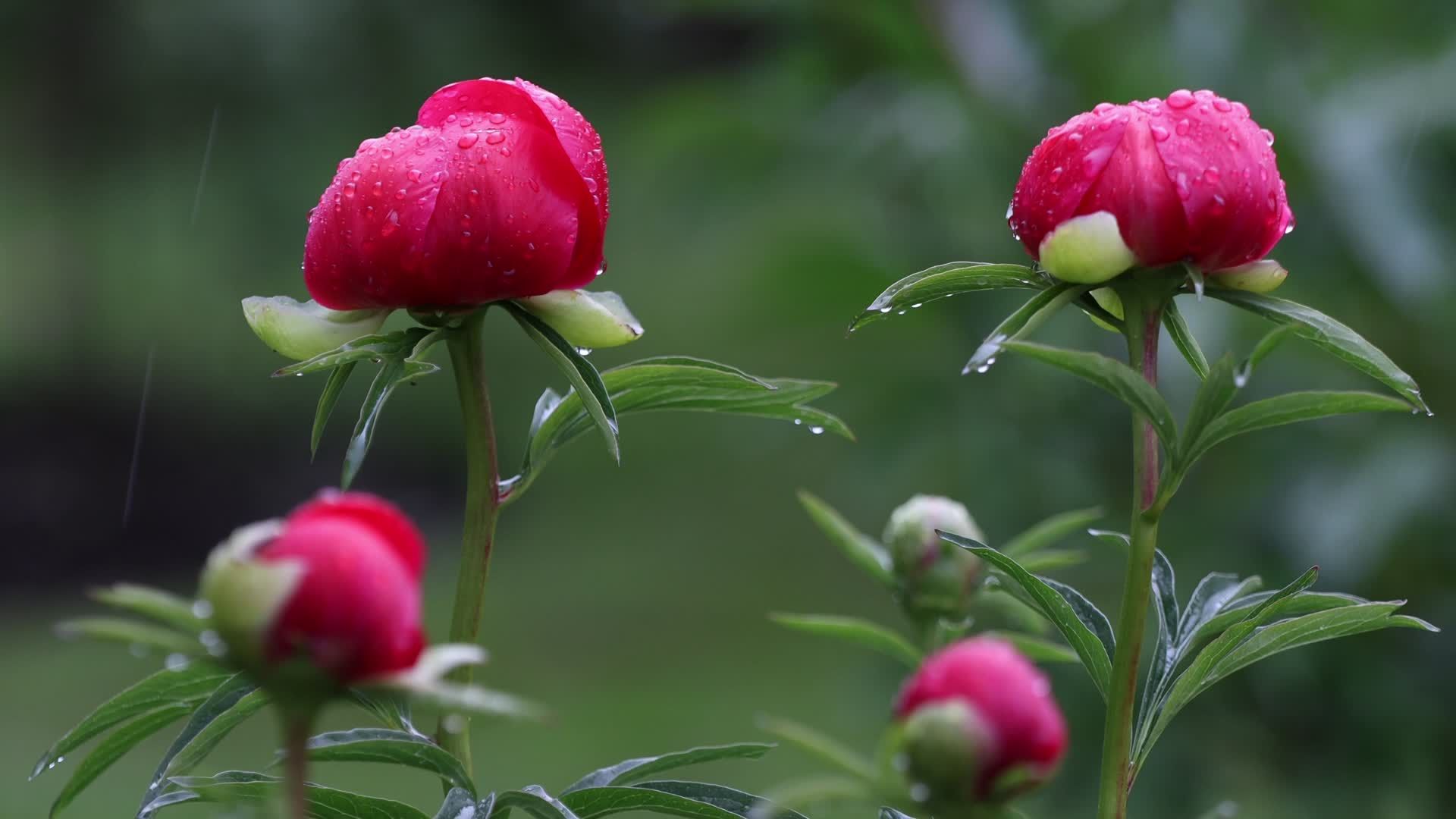 Close-up of Red Peony Flowers in Rain Free Stock Video Footage, Royalty ...