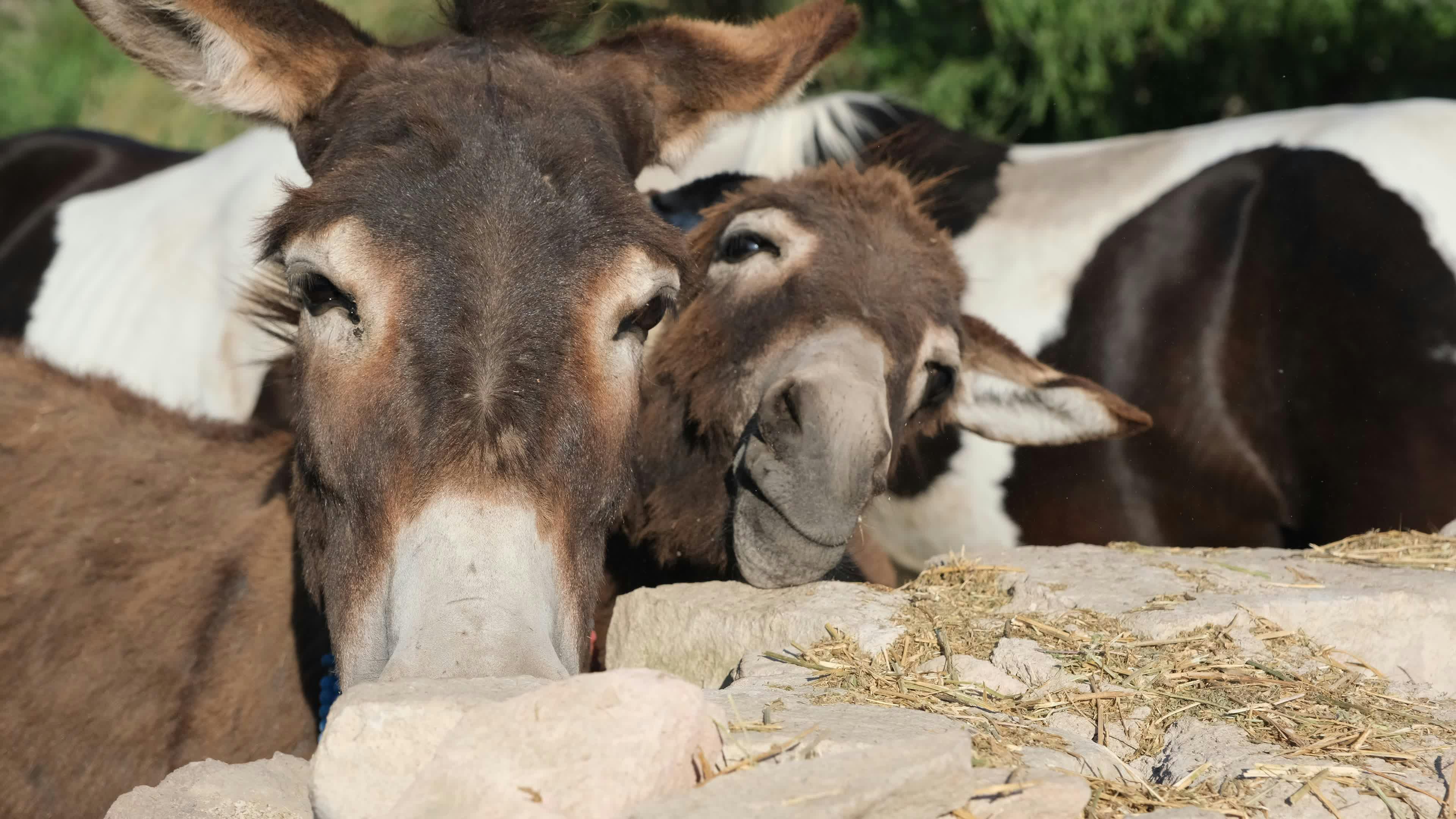 Lax+Pair Videos, Download The BEST Free 4k Stock Video Footage & Lax ...