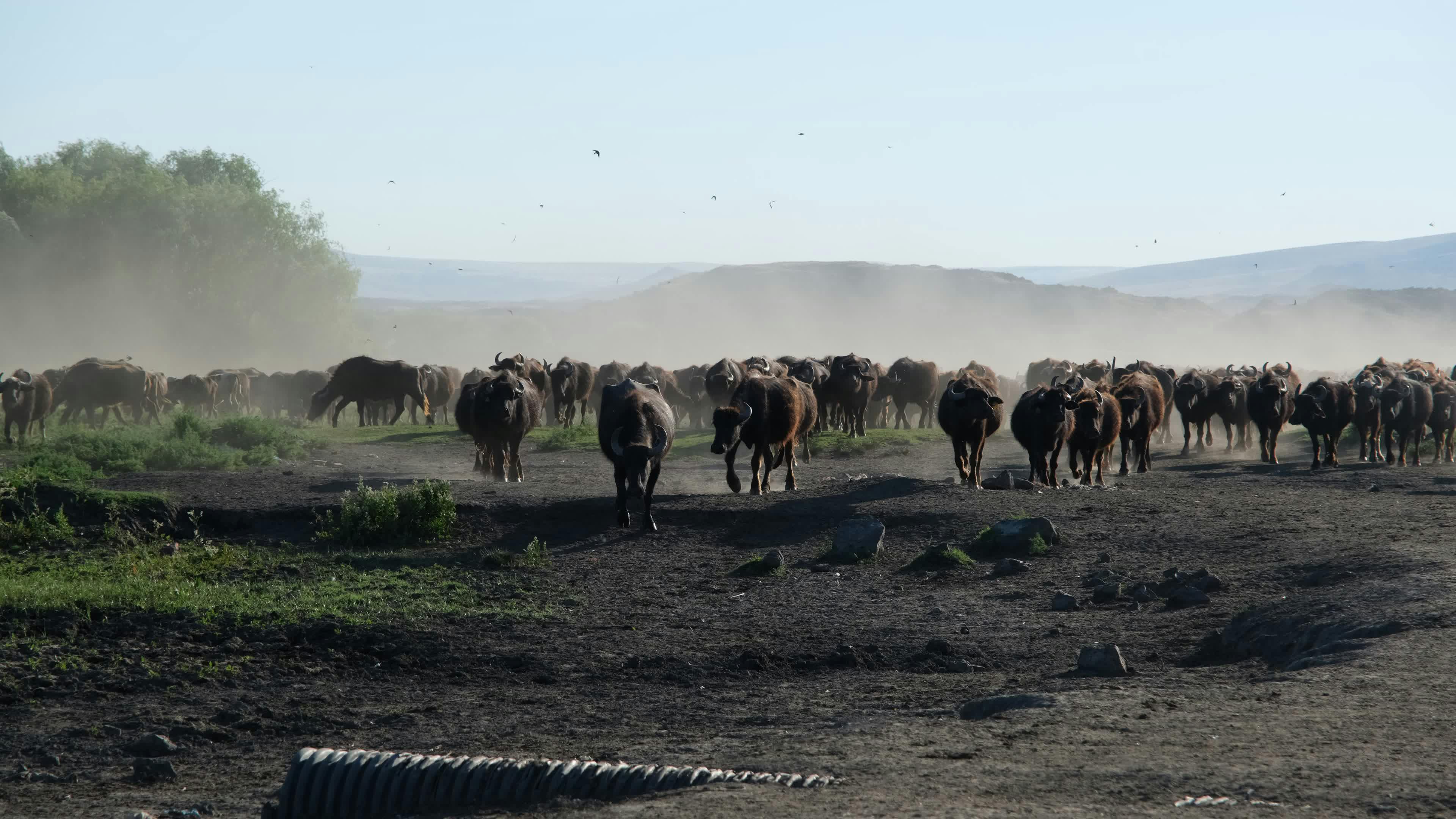 Herd of Cows Dusty Migration in Open Field Free Stock Video Footage ...