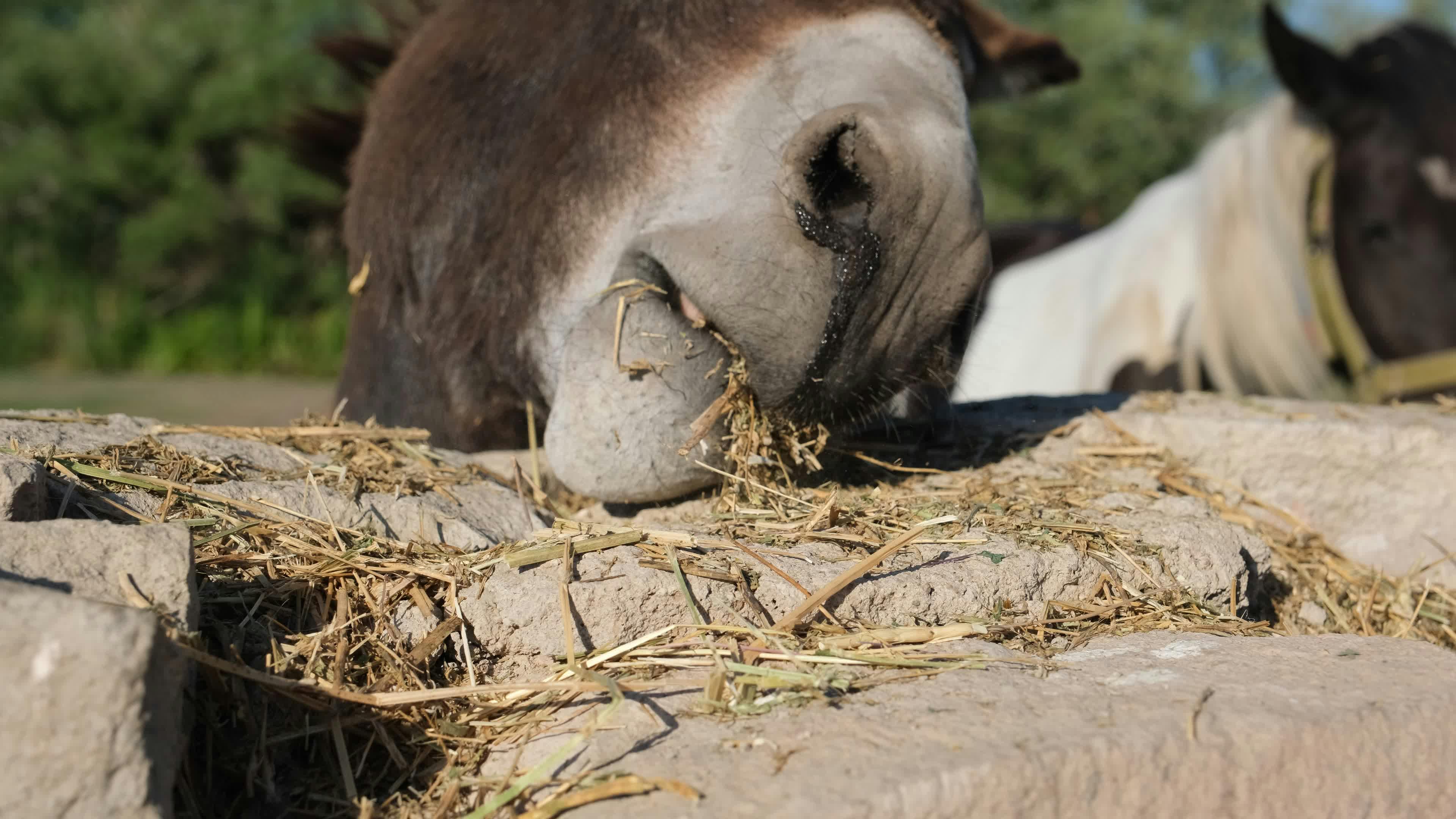 Lesbian+Eating+Grool Videos, Download The BEST Free 4k Stock Video ...