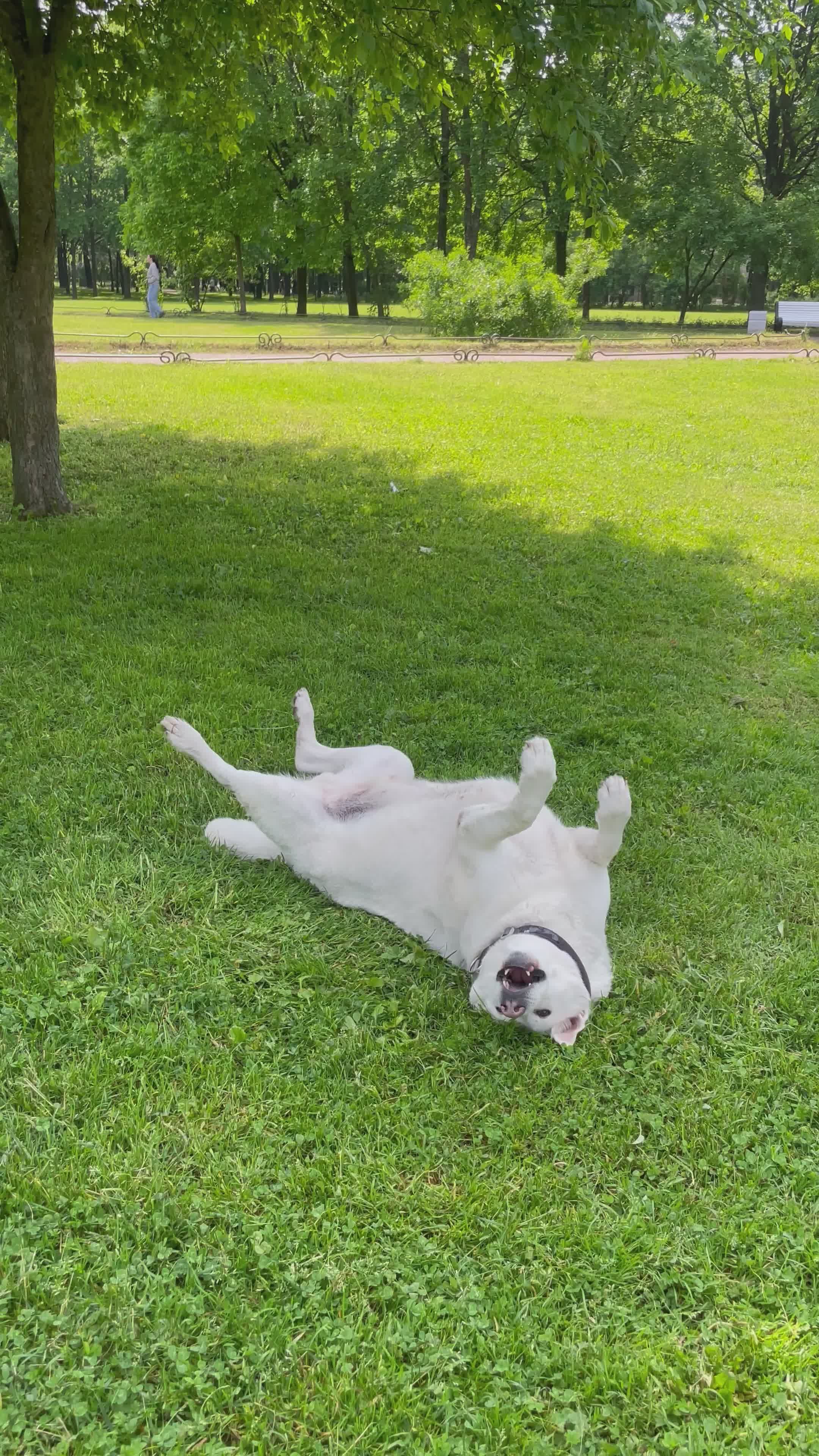 Playful Dog Rolling in Sunny Park Free Stock Video Footage, Royalty ...