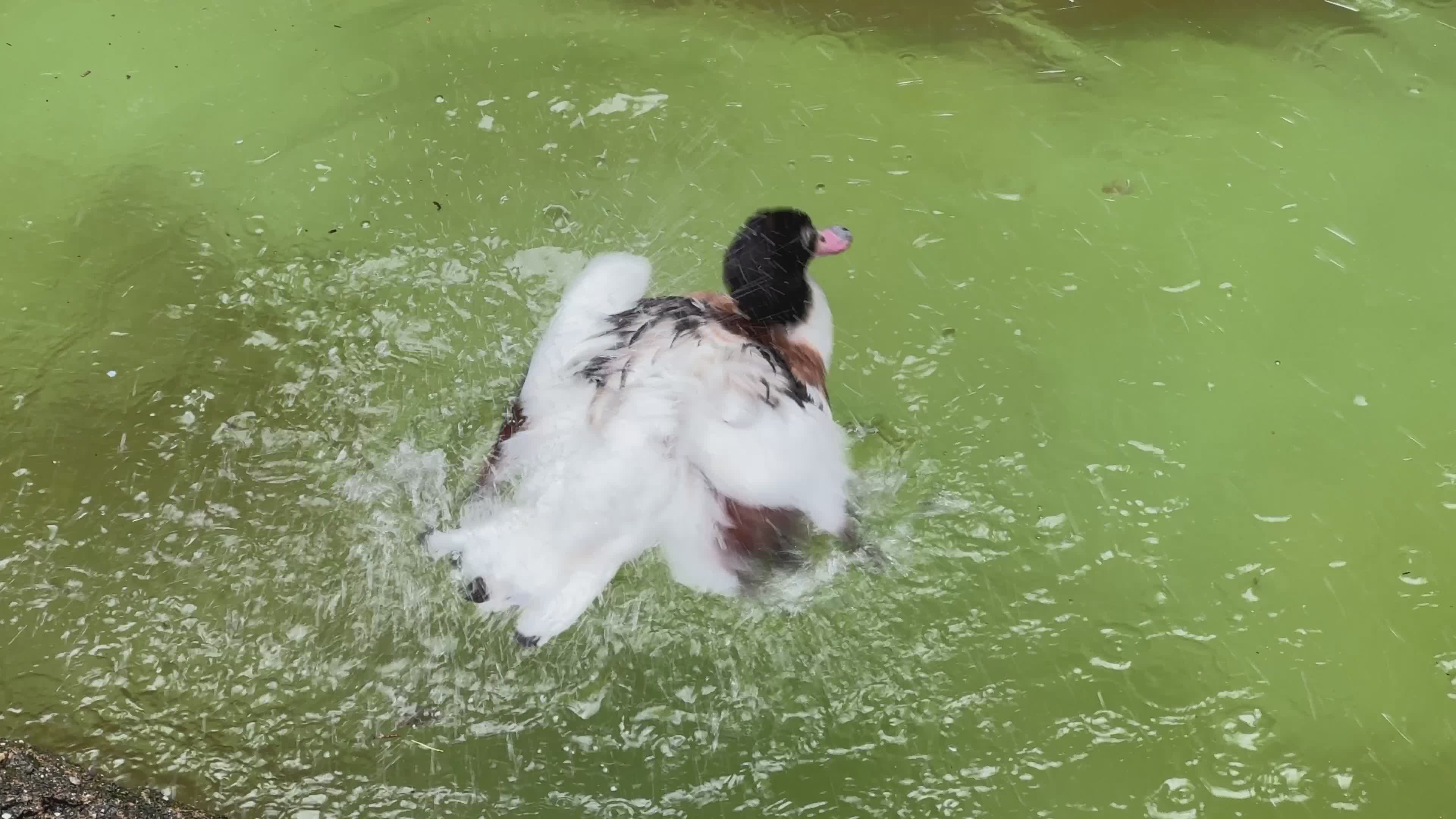 Duck Green Screen Videos, Download The BEST Free 4k Stock Video Footage ...