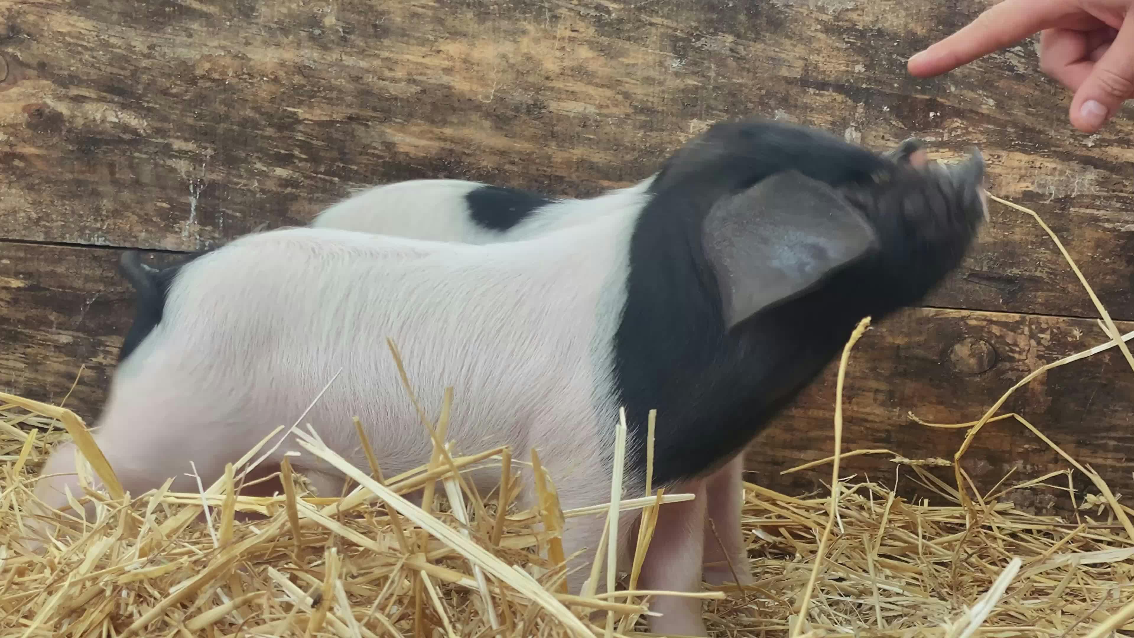 Young Pigs Videos, Download The BEST Free 4k Stock Video Footage ...