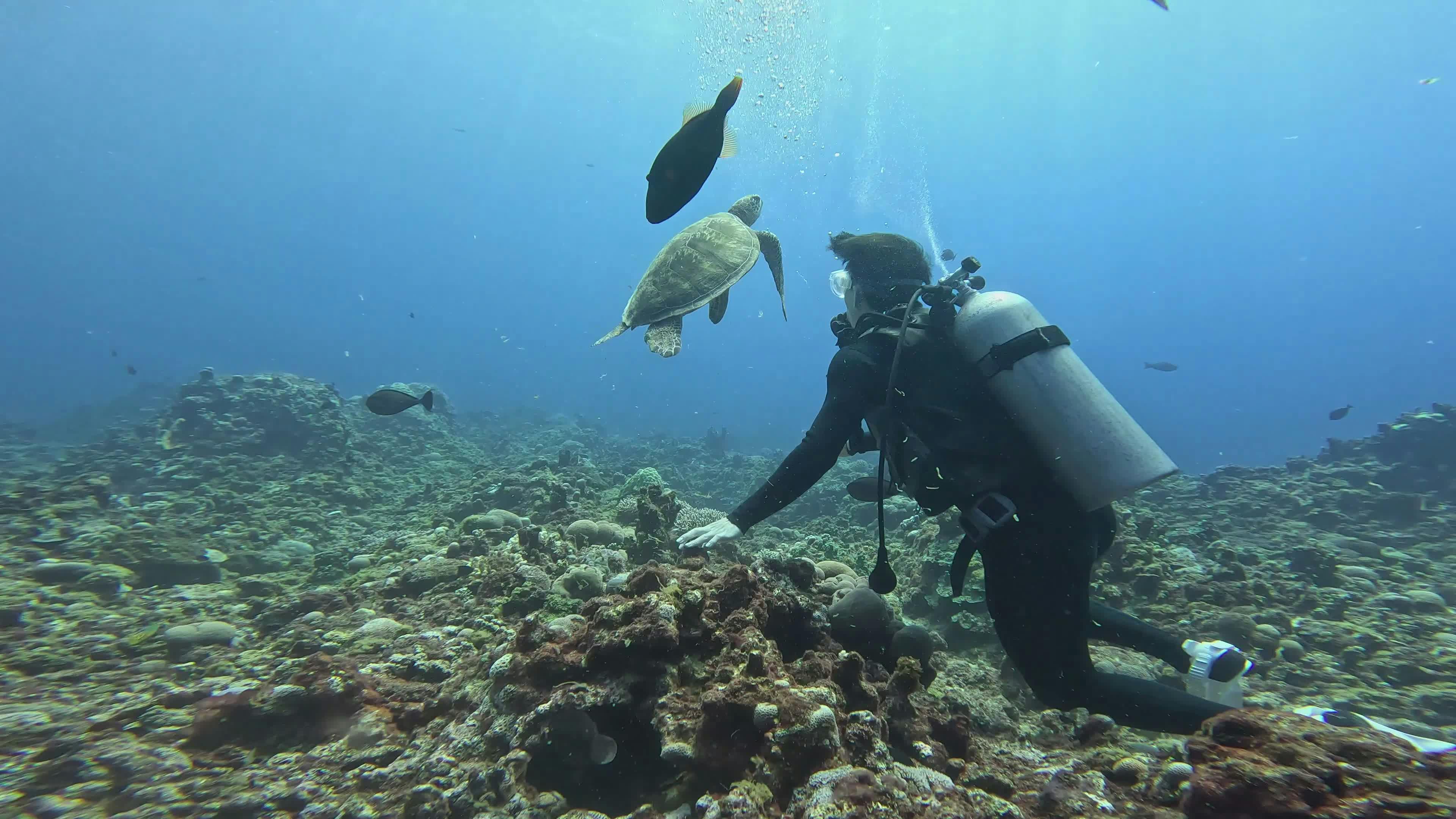 Dolphins And Turtles Videos, Download The BEST Free 4k Stock Video ...