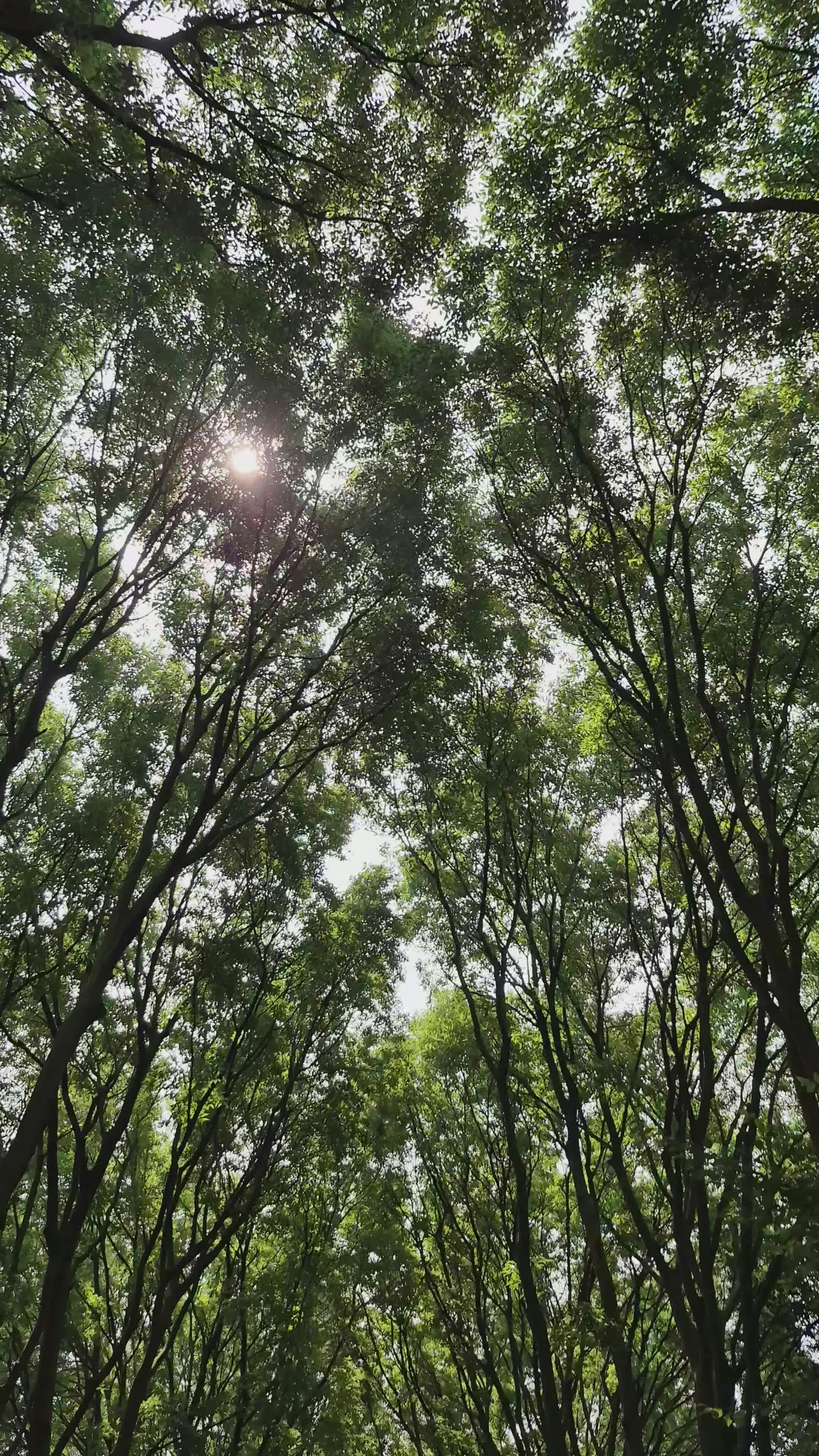 Lush Forest Canopy with Sunlight Glimpses Free Stock Video Footage ...