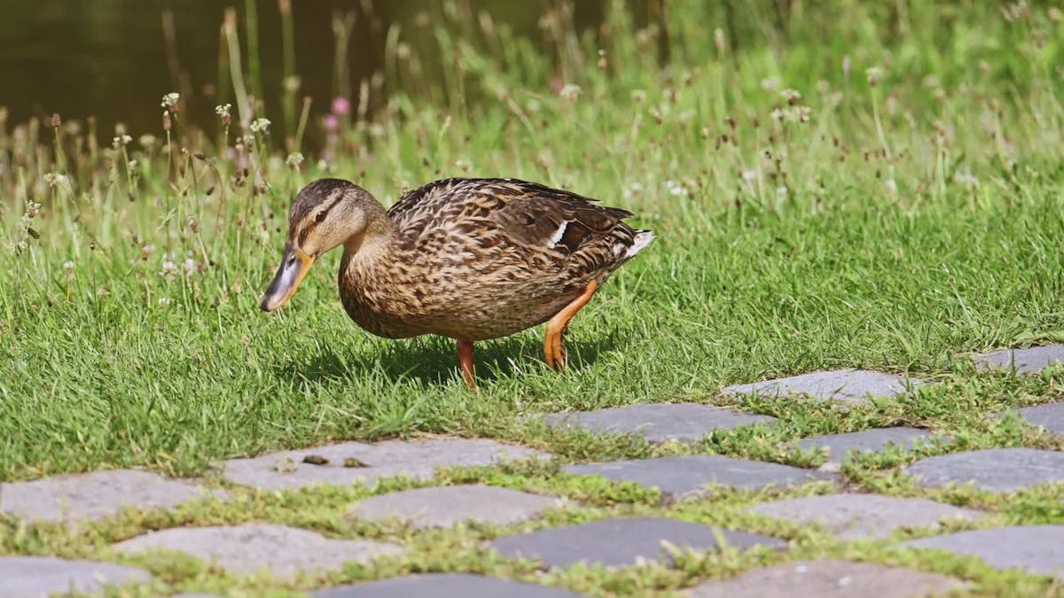 Duck Walking Videos, Download The BEST Free 4k Stock Video Footage ...