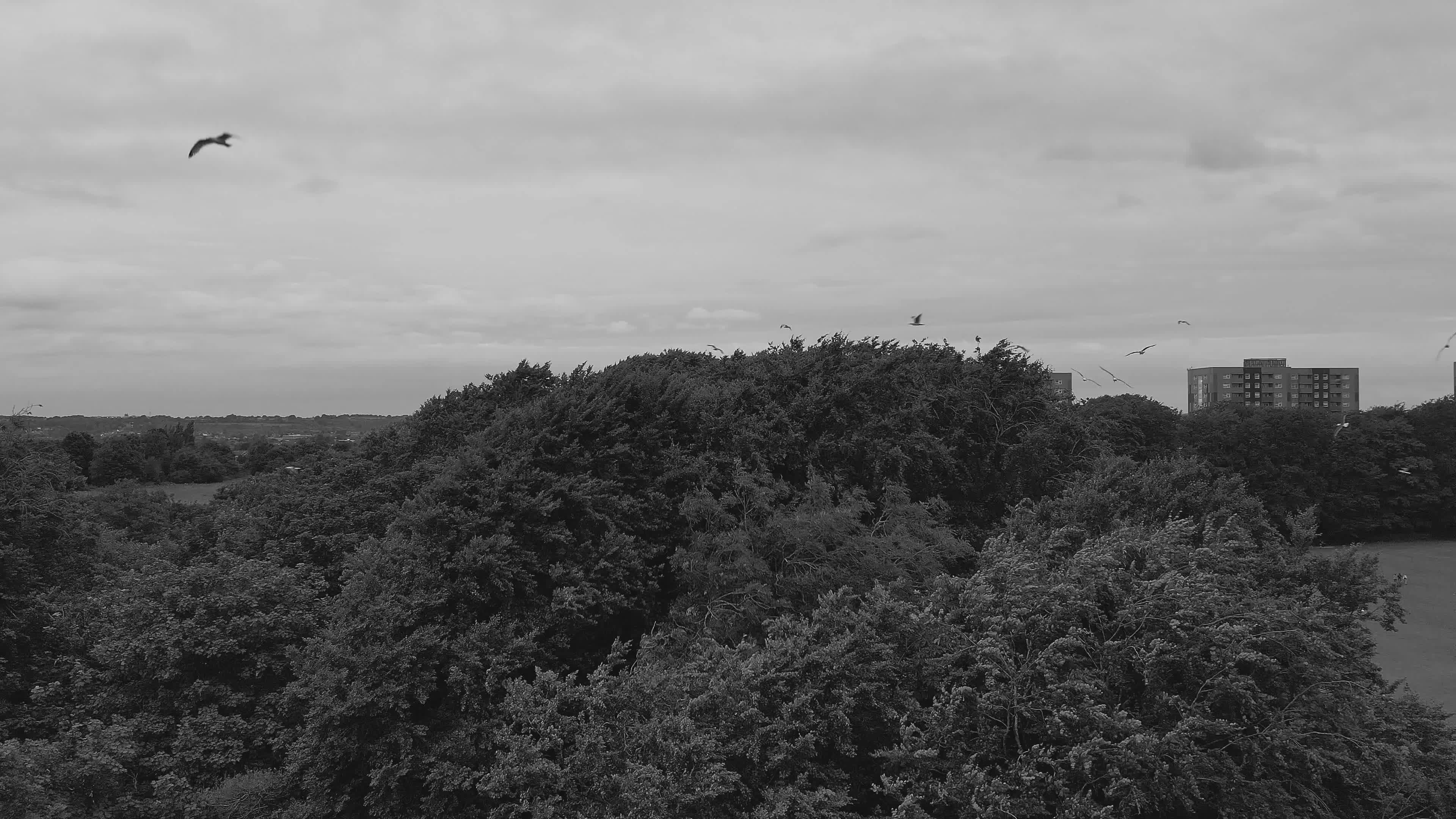 Birds Aviary Videos, Download The BEST Free 4k Stock Video Footage ...