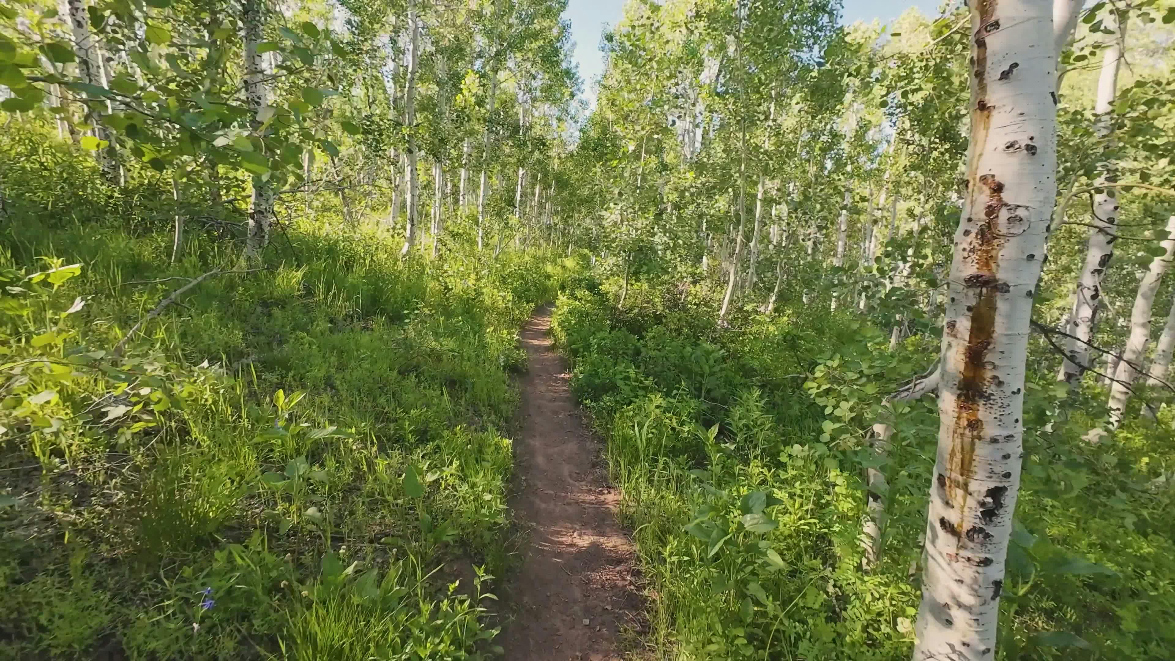 Trees Leaves Videos, Download The BEST Free 4k Stock Video Footage ...