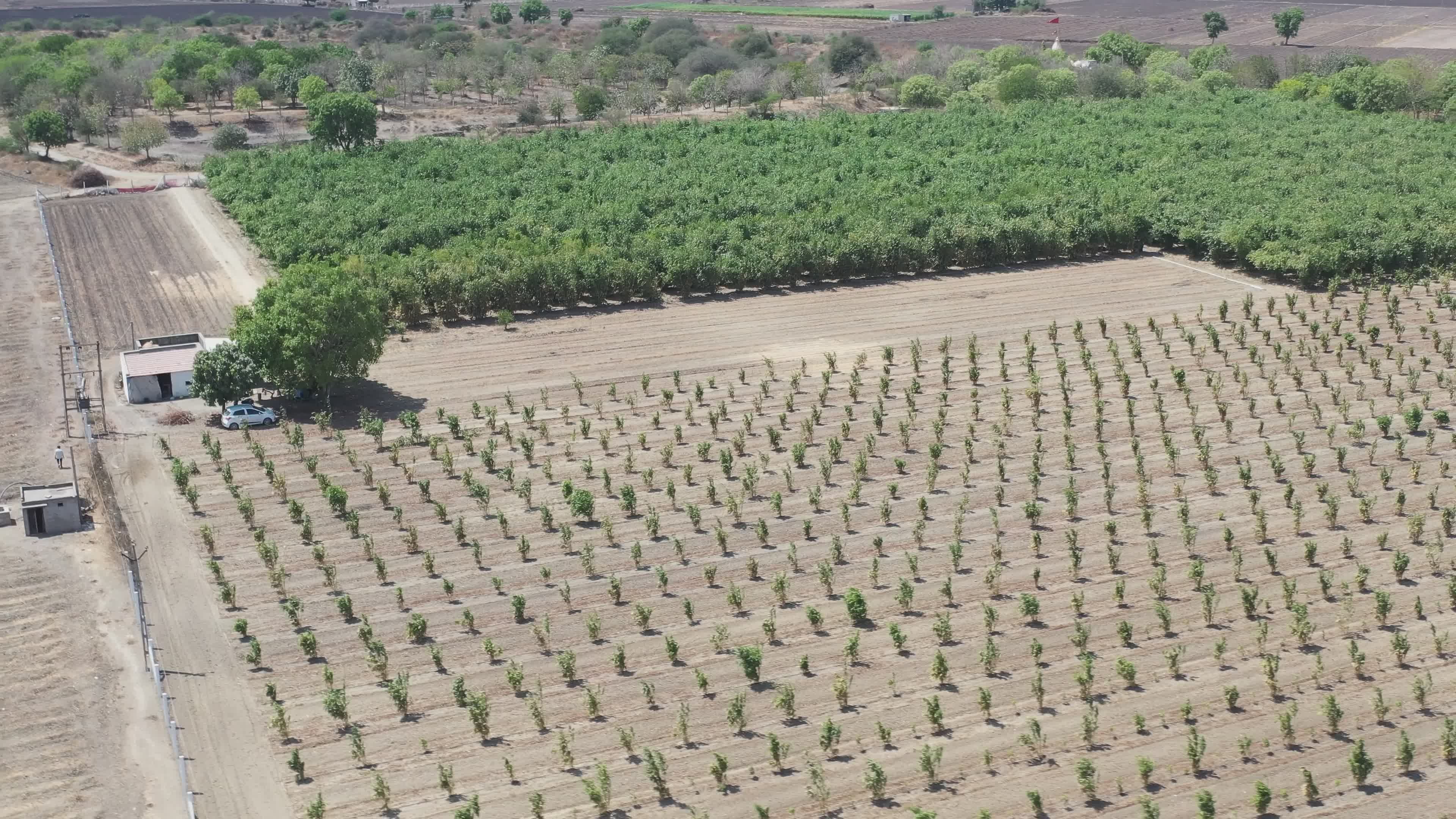 Granja De Bambú Pequeña Y Gigante Cultivo De Bambú. · Vídeo de stock ...
