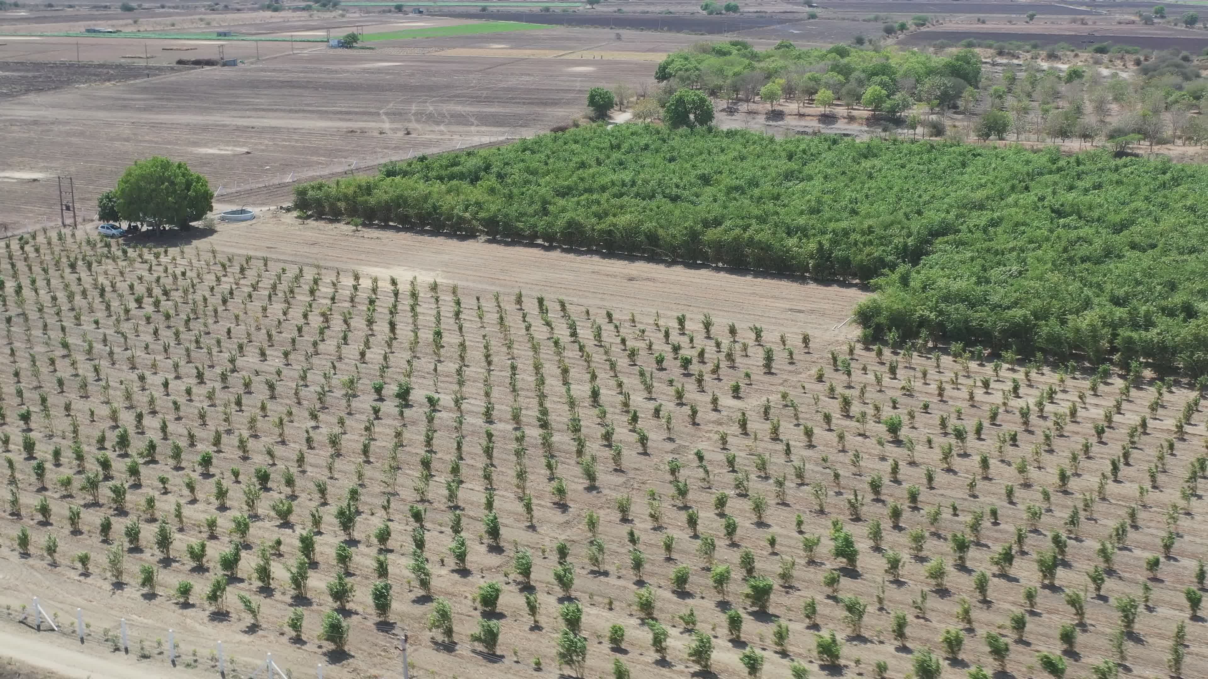 Tree Planting Videos, Download The BEST Free 4k Stock Video Footage ...