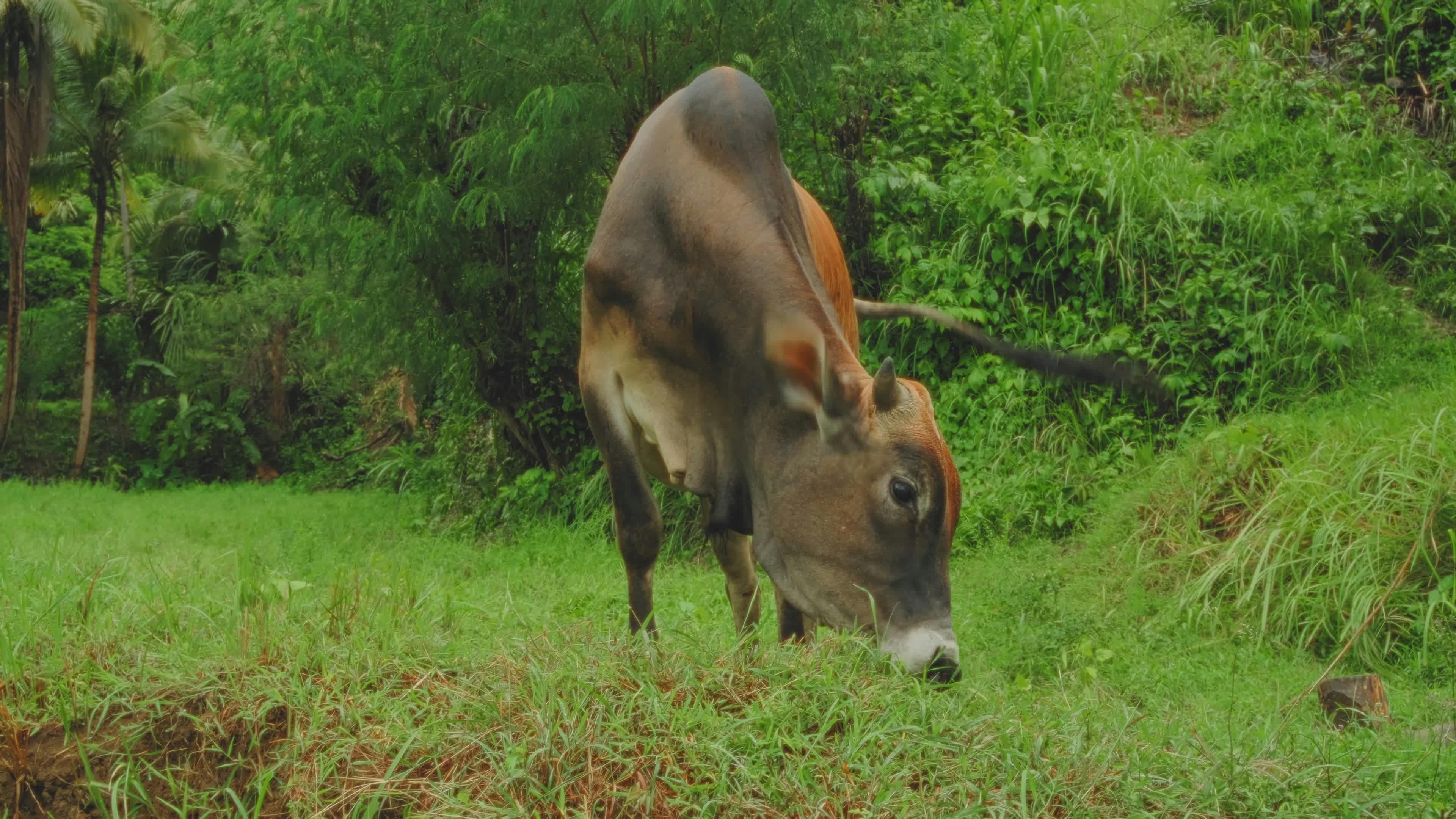 Uma Vaca Comendo Grama Pacificamente Em Um Campo Aberto · Vídeo ...