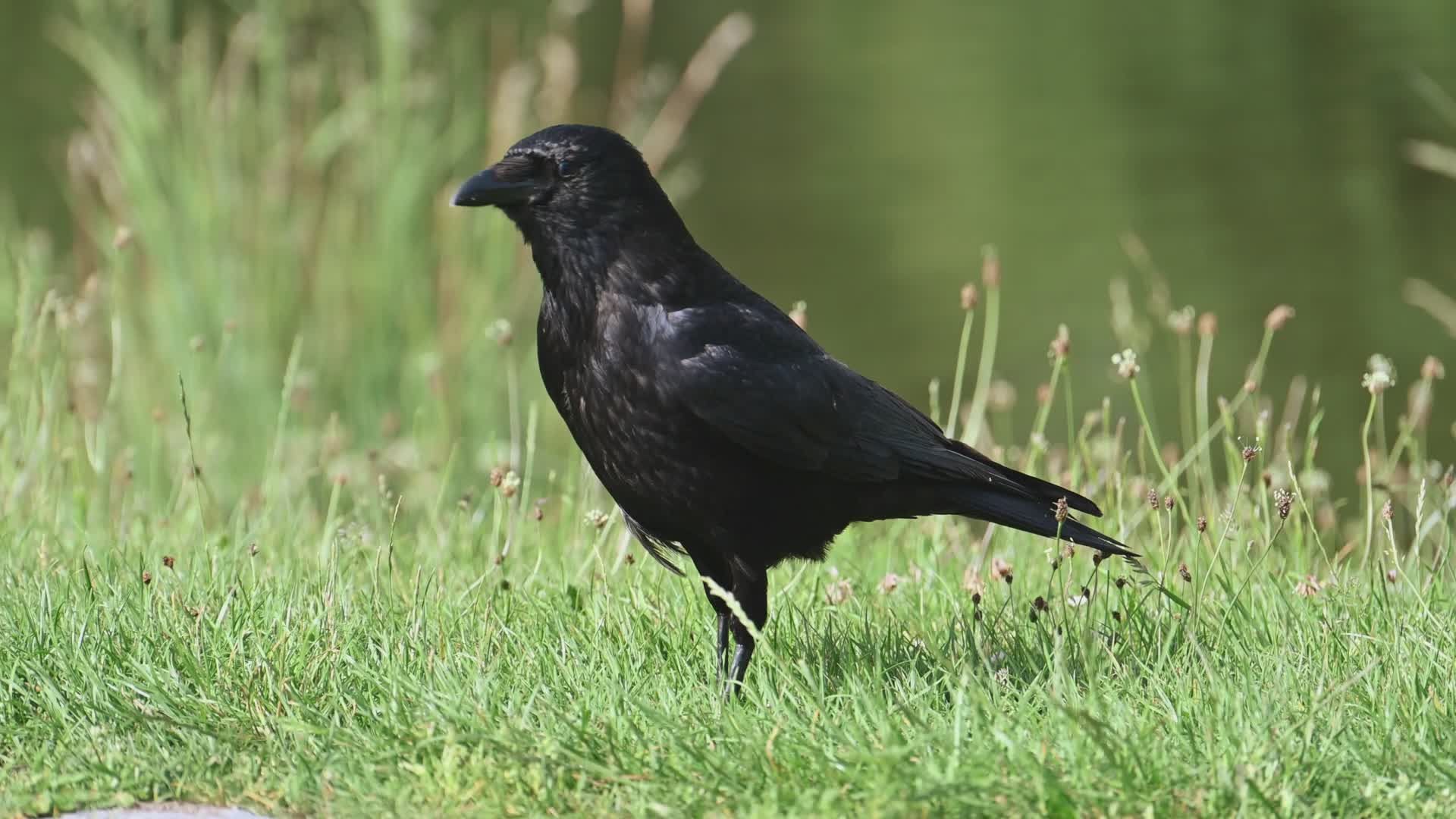 Crow Running Videos, Download The BEST Free 4k Stock Video Footage ...