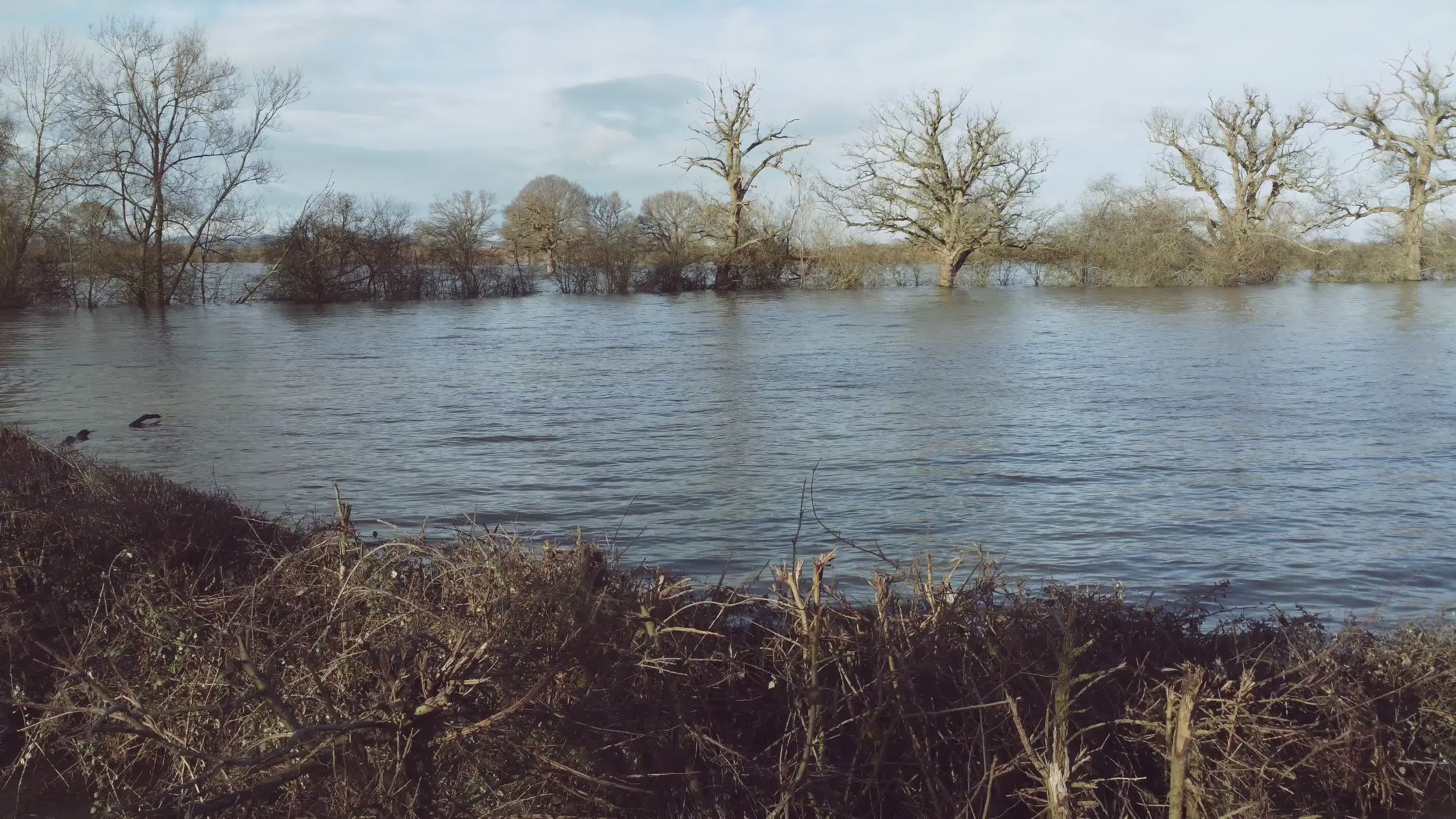 Aerial View of Flooded Field and Trees Free Stock Video Footage ...