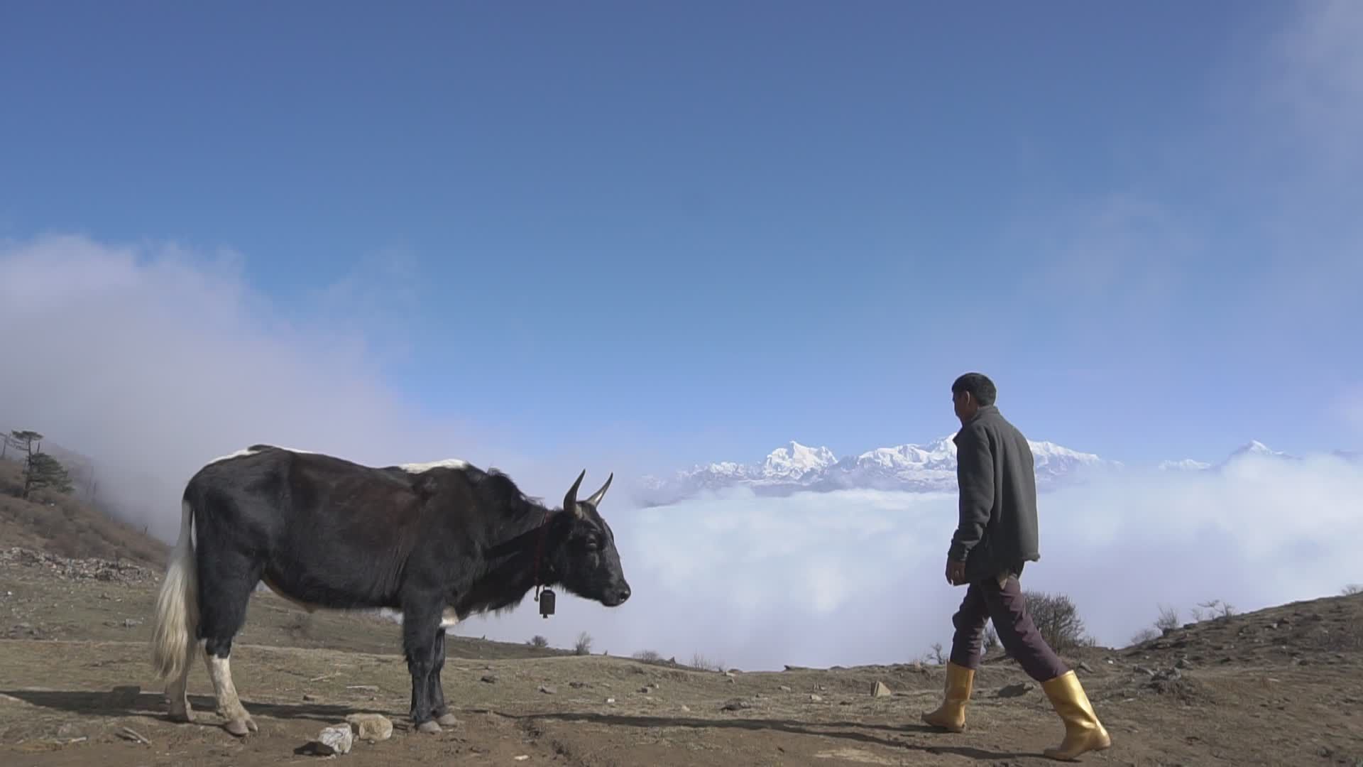 Man and Yak in Scenic Himalayan Landscape Free Stock Video Footage ...