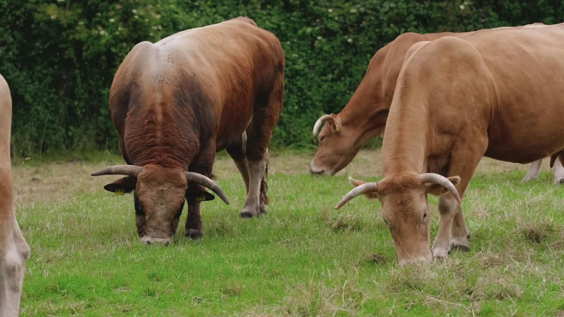 Vídeos de stock gratuitos sobre agricultura, al aire libre, alimentar ...