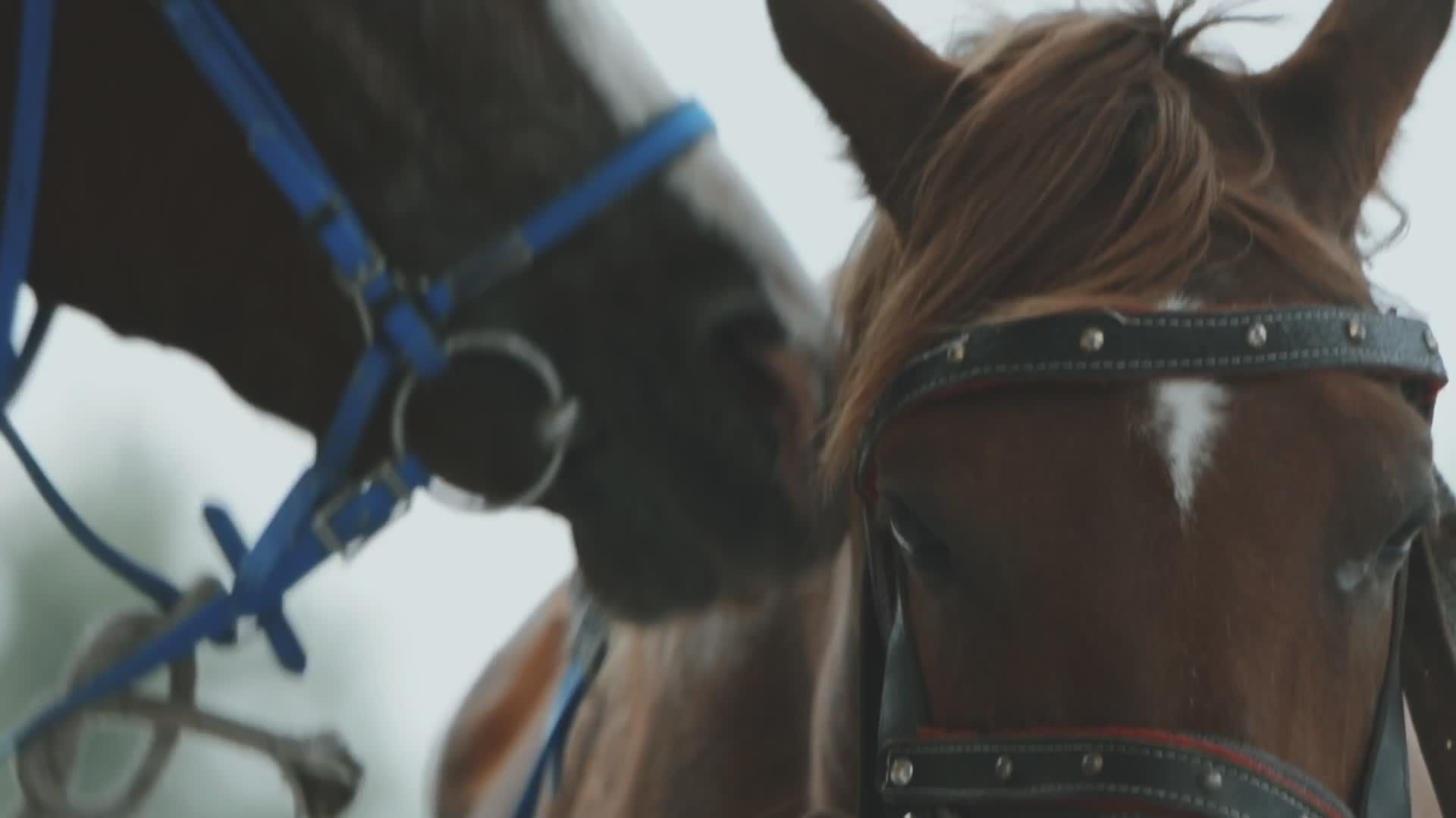Horses Videos, Download The BEST Free 4k Stock Video Footage & Horses ...
