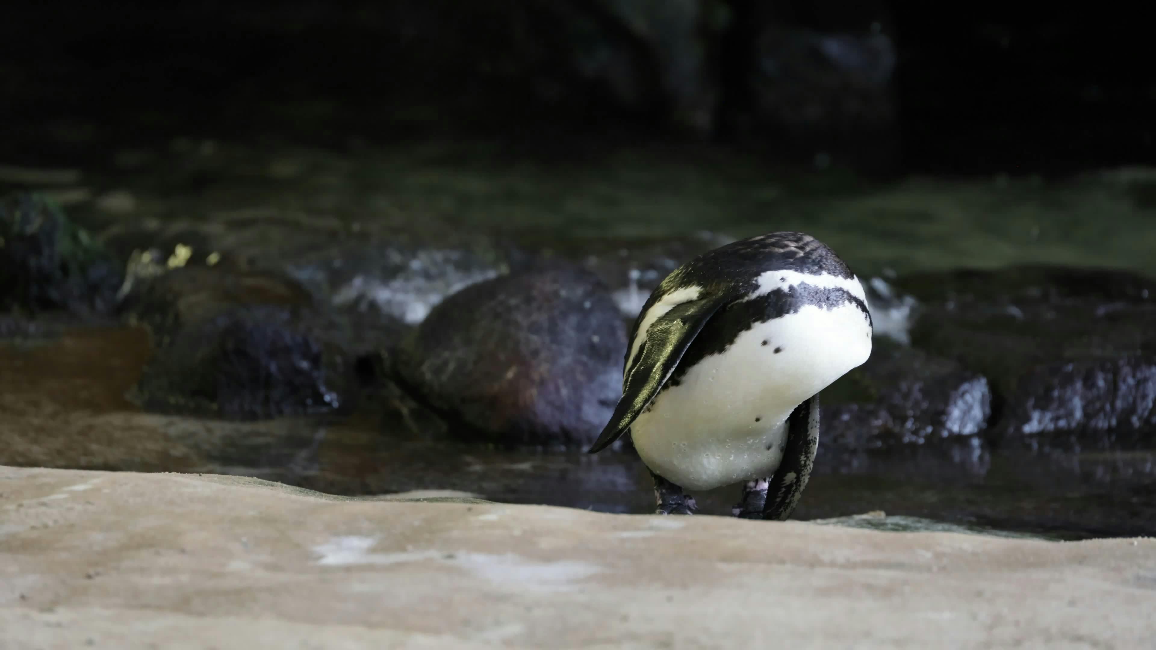 Zoo Animals Videos, Download The BEST Free 4k Stock Video Footage & Zoo ...