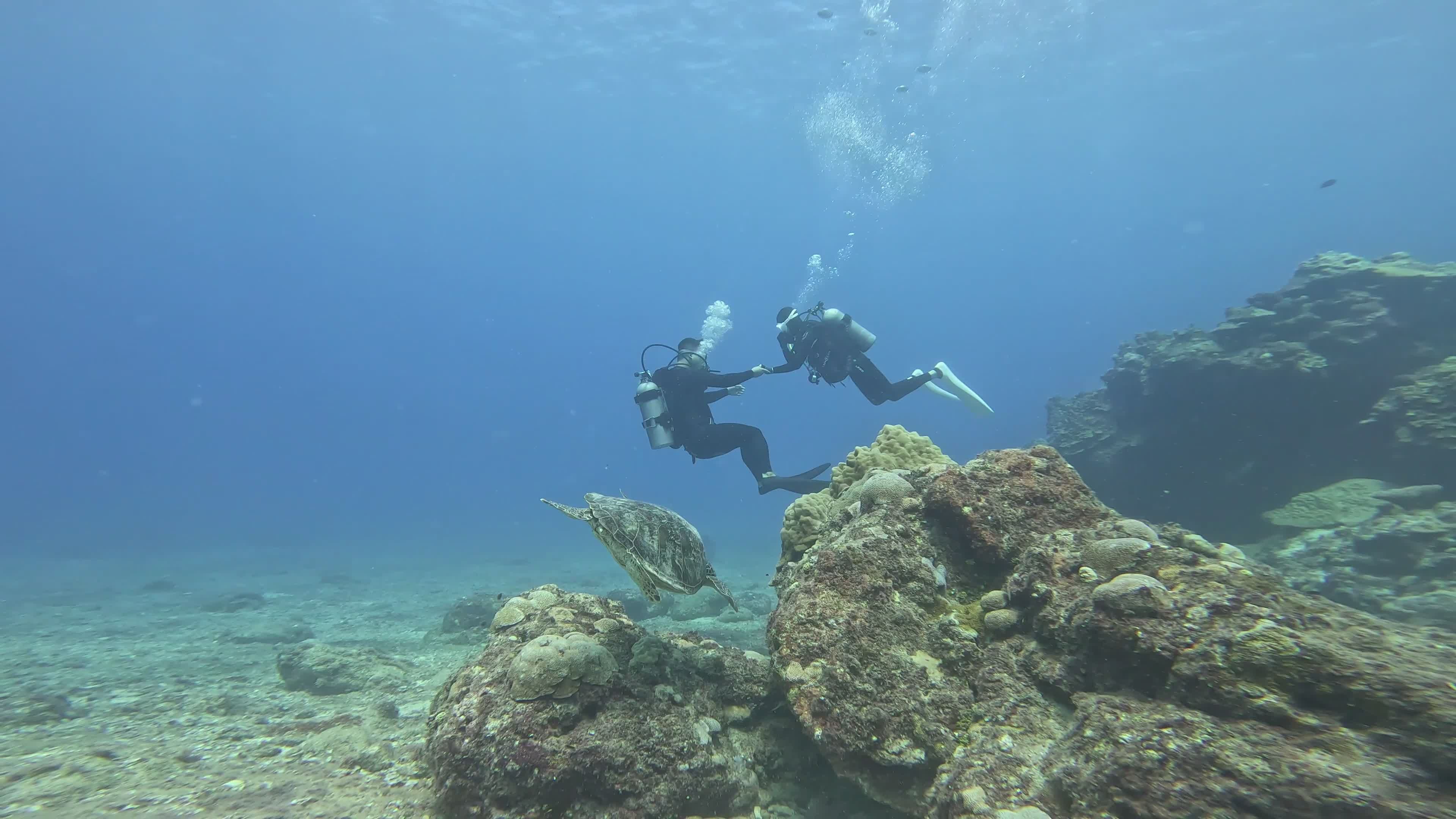 Plongeurs Explorant Sous L'eau Avec Des Tortues De Mer · Vidéo gratuite
