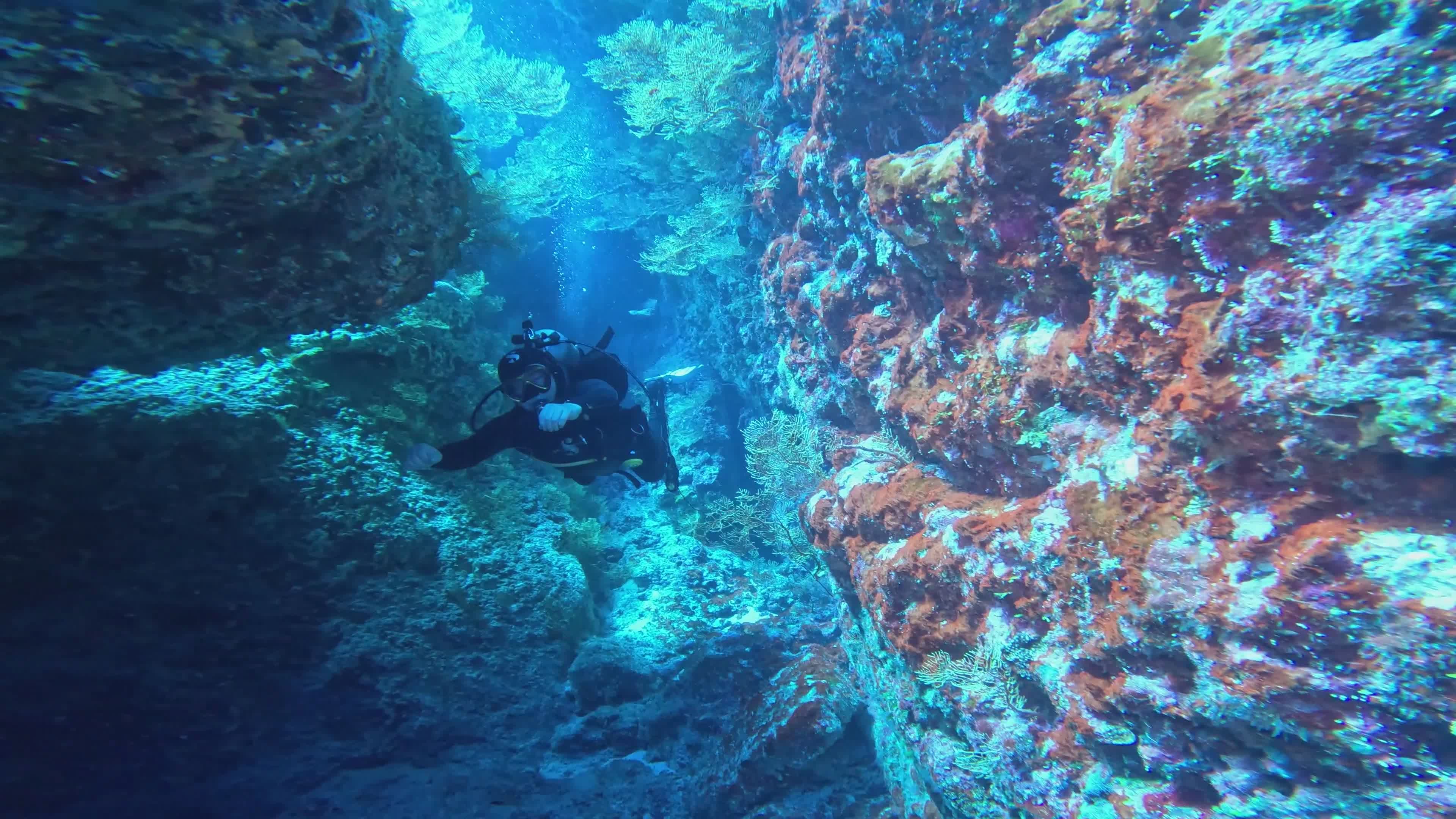 Underwater Diver Exploring Vibrant Ocean Canyon Free Stock Video ...