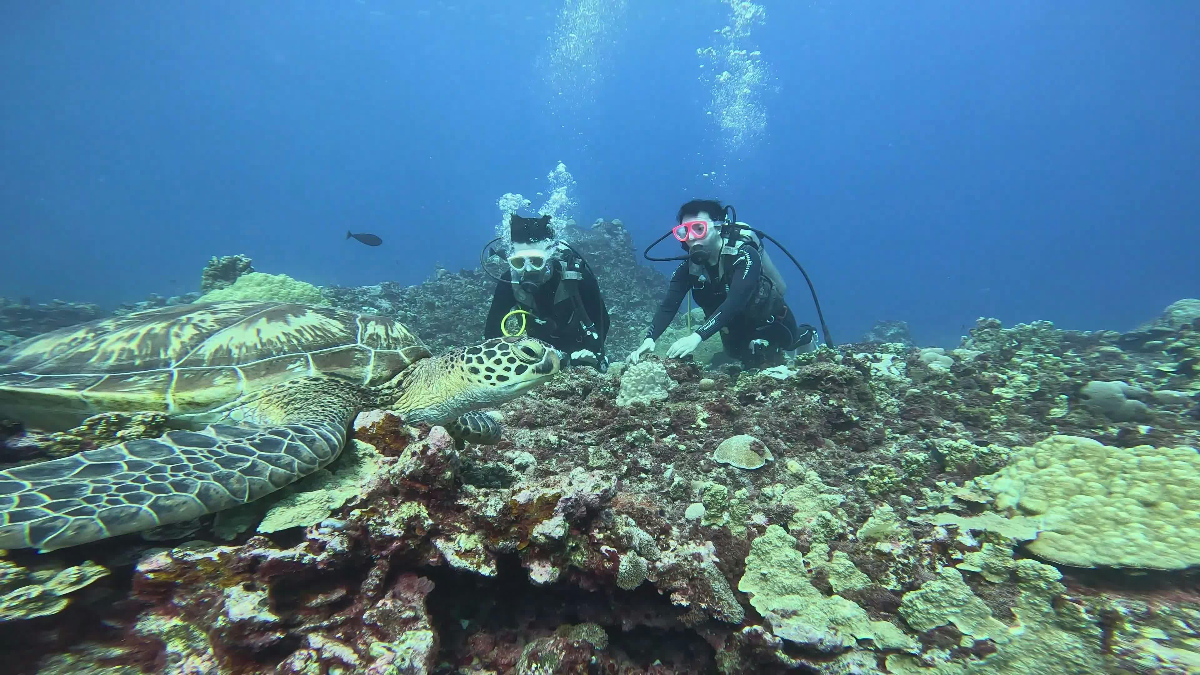 Scuba Divers Exploring with Sea Turtles Underwater Free Stock Video Footage, Royalty-Free 4K ...