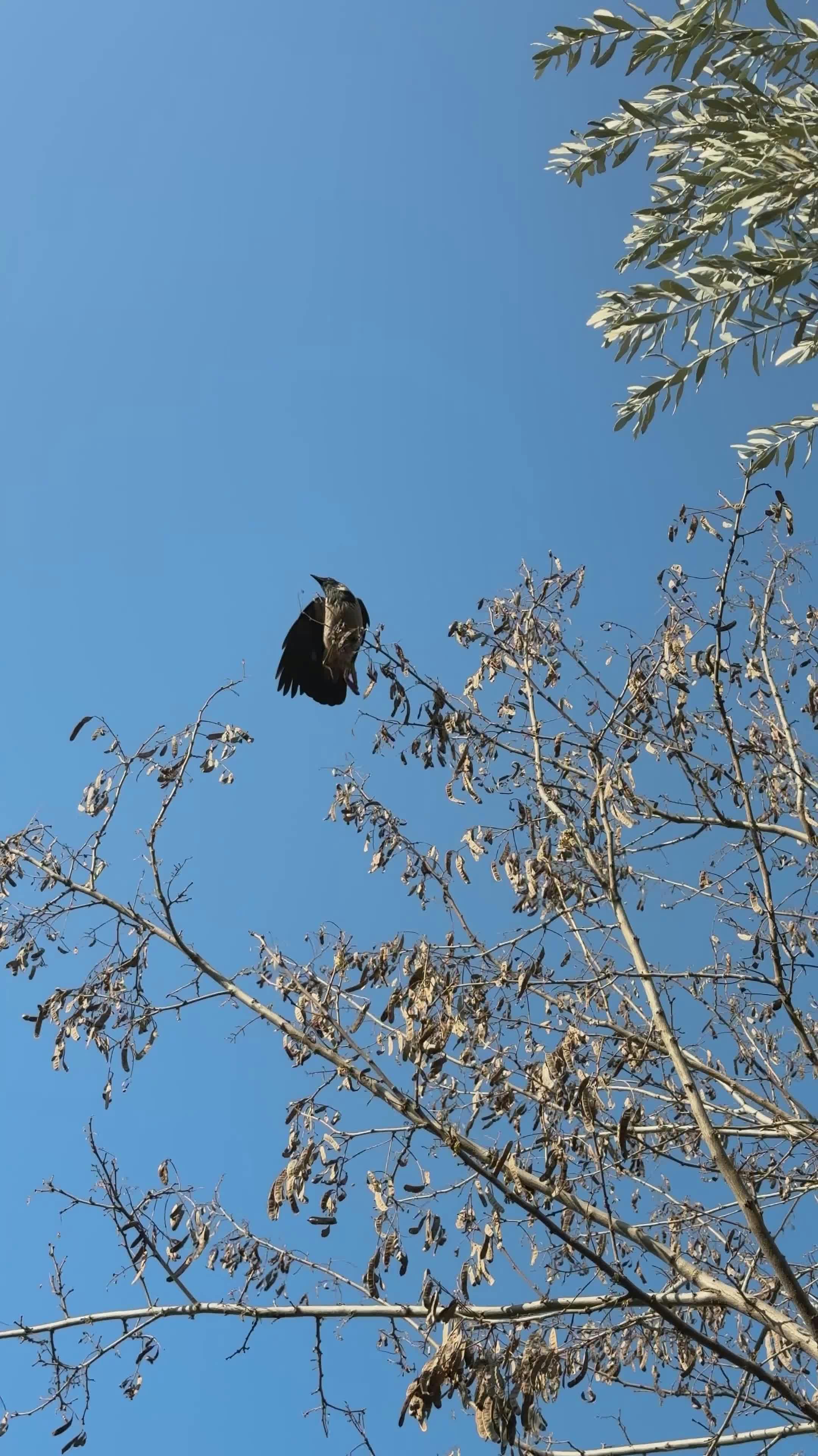 En İyi 100+ Crow Videosu · Tamamen Ücretsiz İndirin · Pexels Stok Videoları