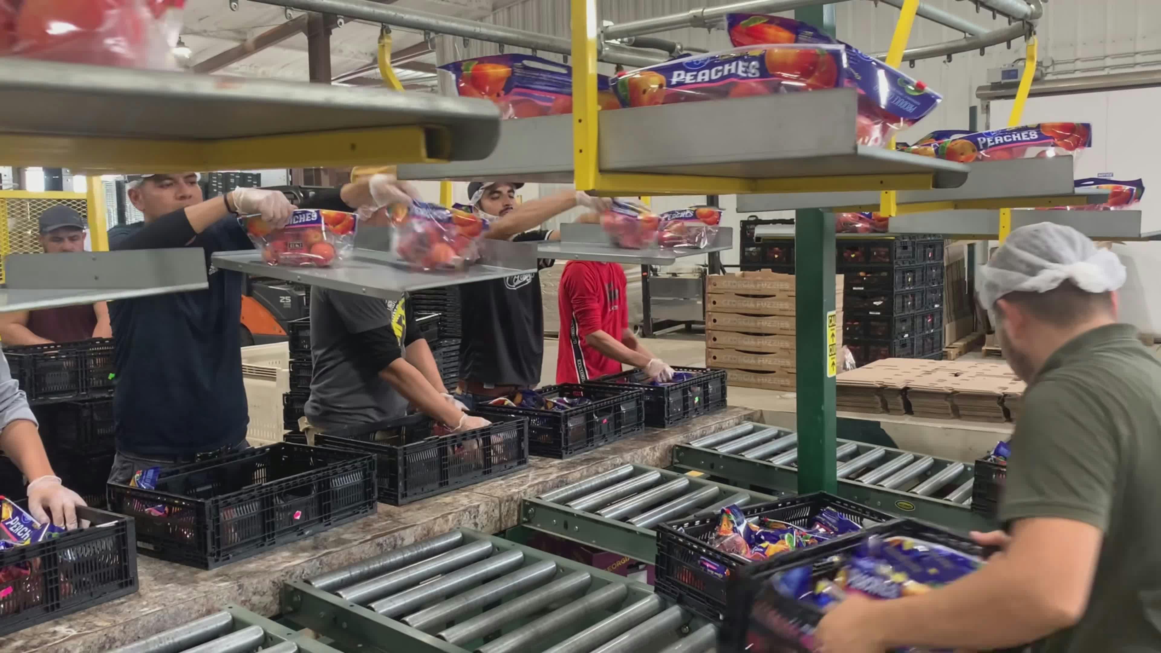 Efficient Peach Sorting in Food Processing Plant Free Stock Video ...