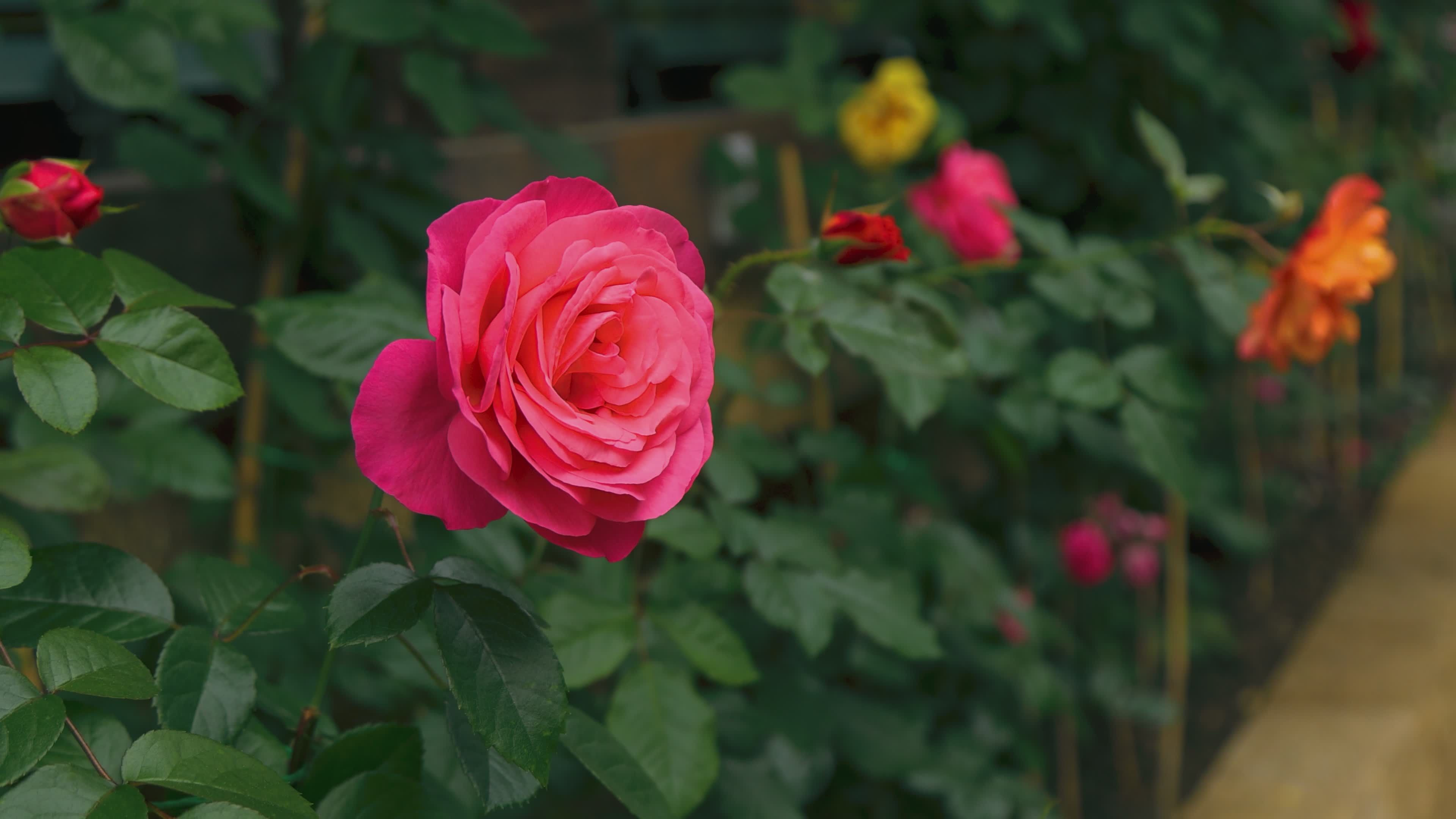 Beautiful Garden Roses in Full Bloom Free Stock Video Footage, Royalty ...