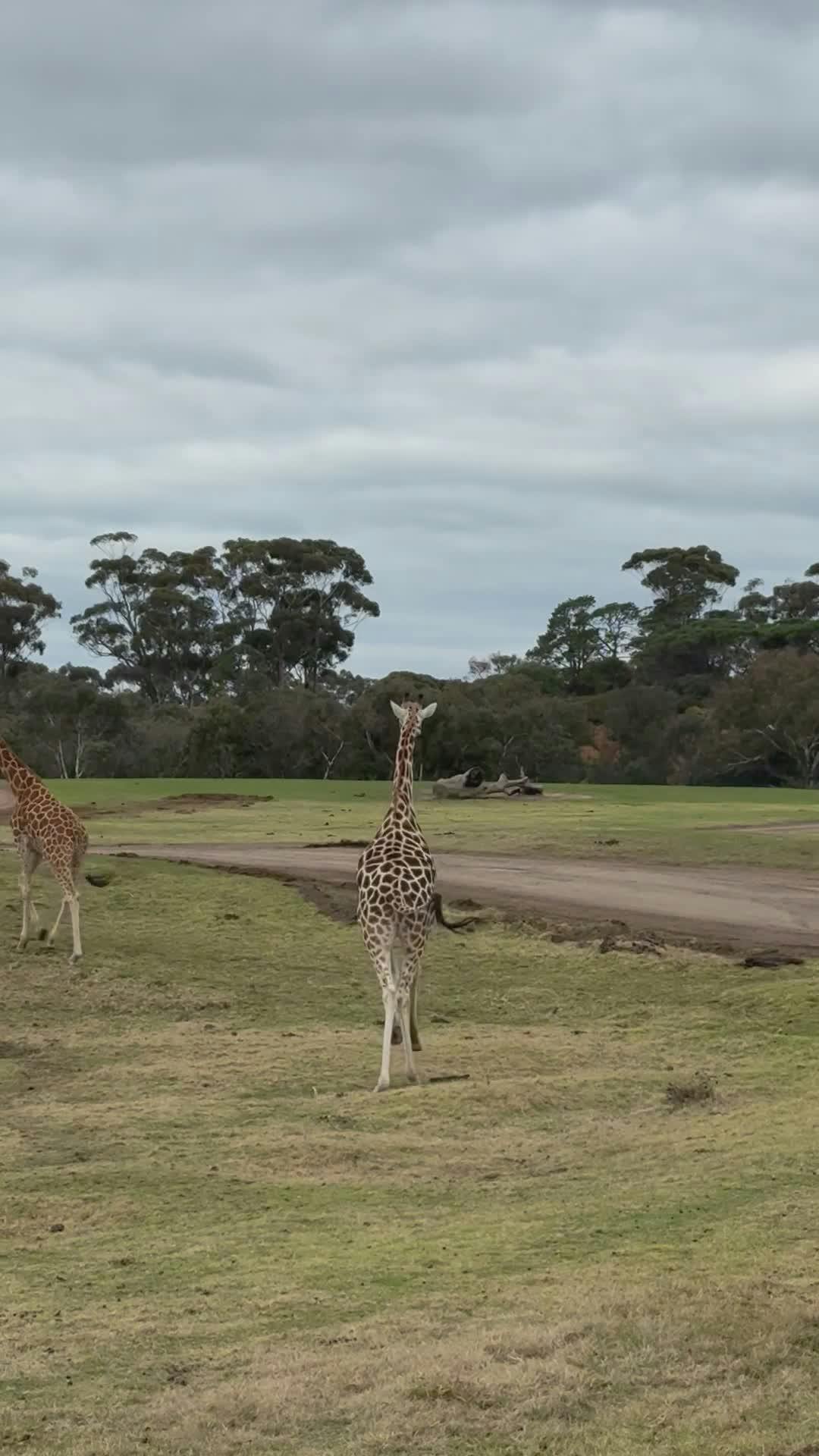 Jawalakhel Zoo Videos, Download The BEST Free 4k Stock Video Footage ...