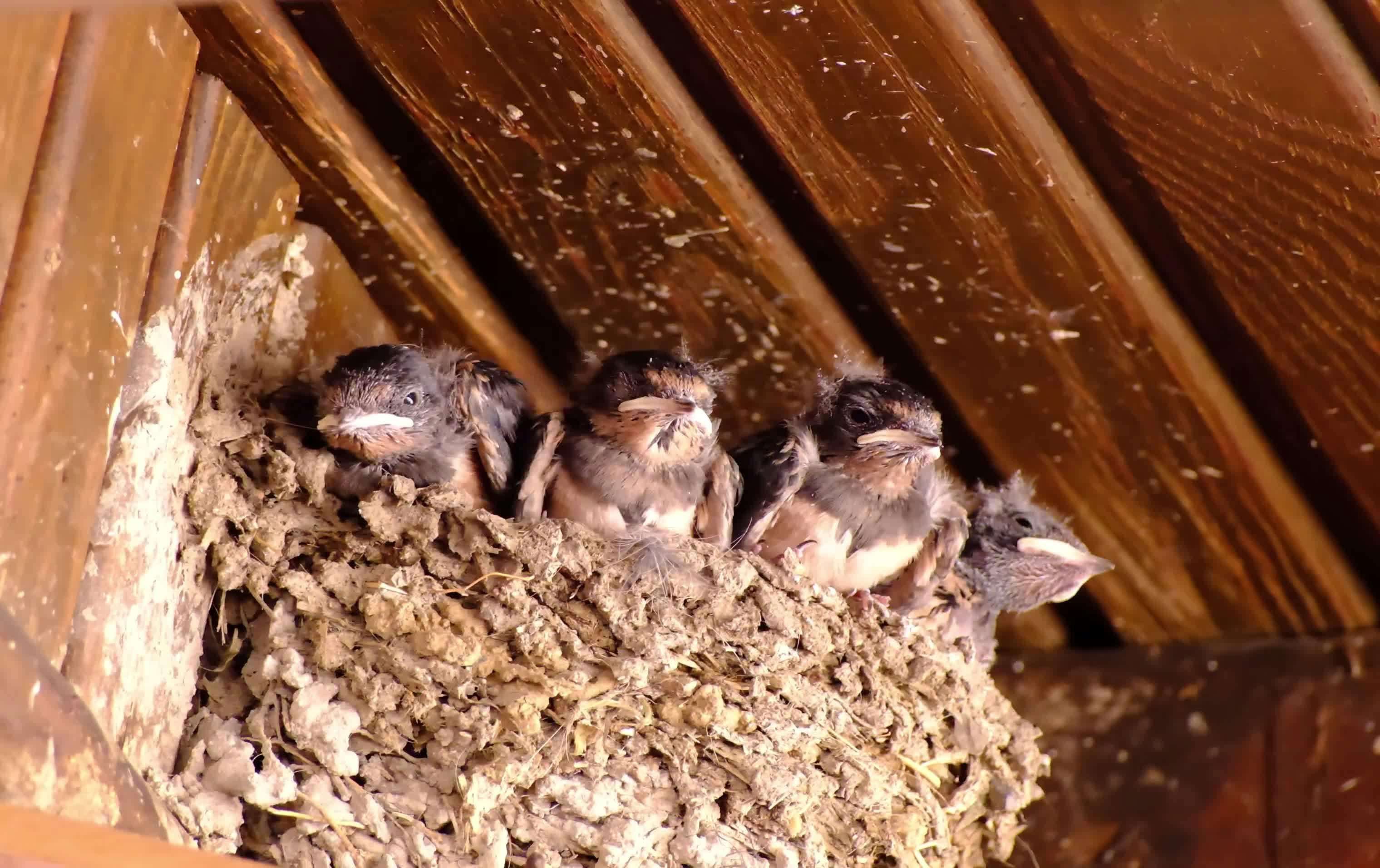 Young+Male+Teen+Alpha+Foot+Masters+Kingkev Videos, Download The BEST ...