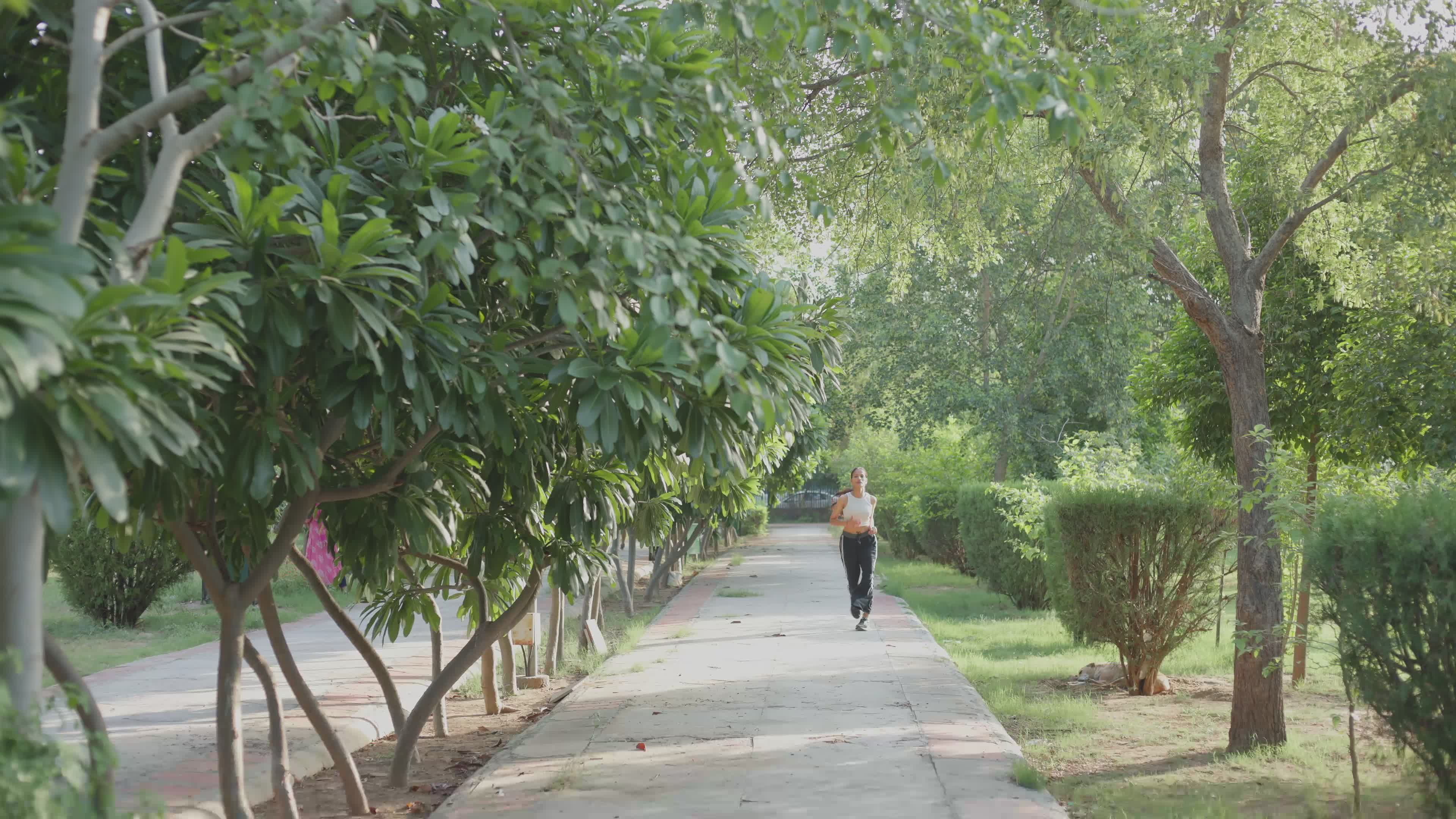 Morning Jogger in Urban Park Setting Free Stock Video Footage, Royalty ...