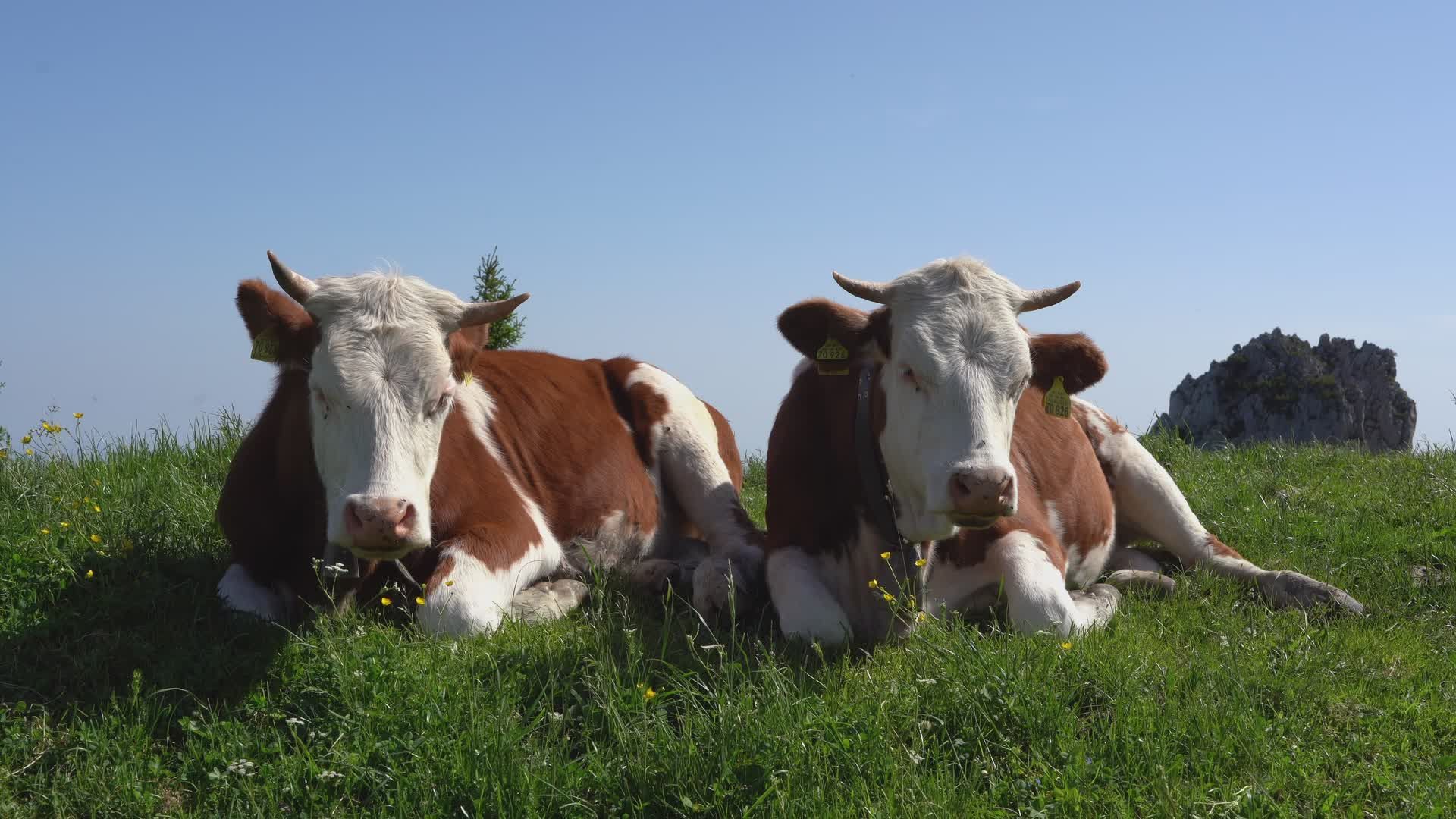 Angry Cow Videos, Download The BEST Free 4k Stock Video Footage & Angry ...