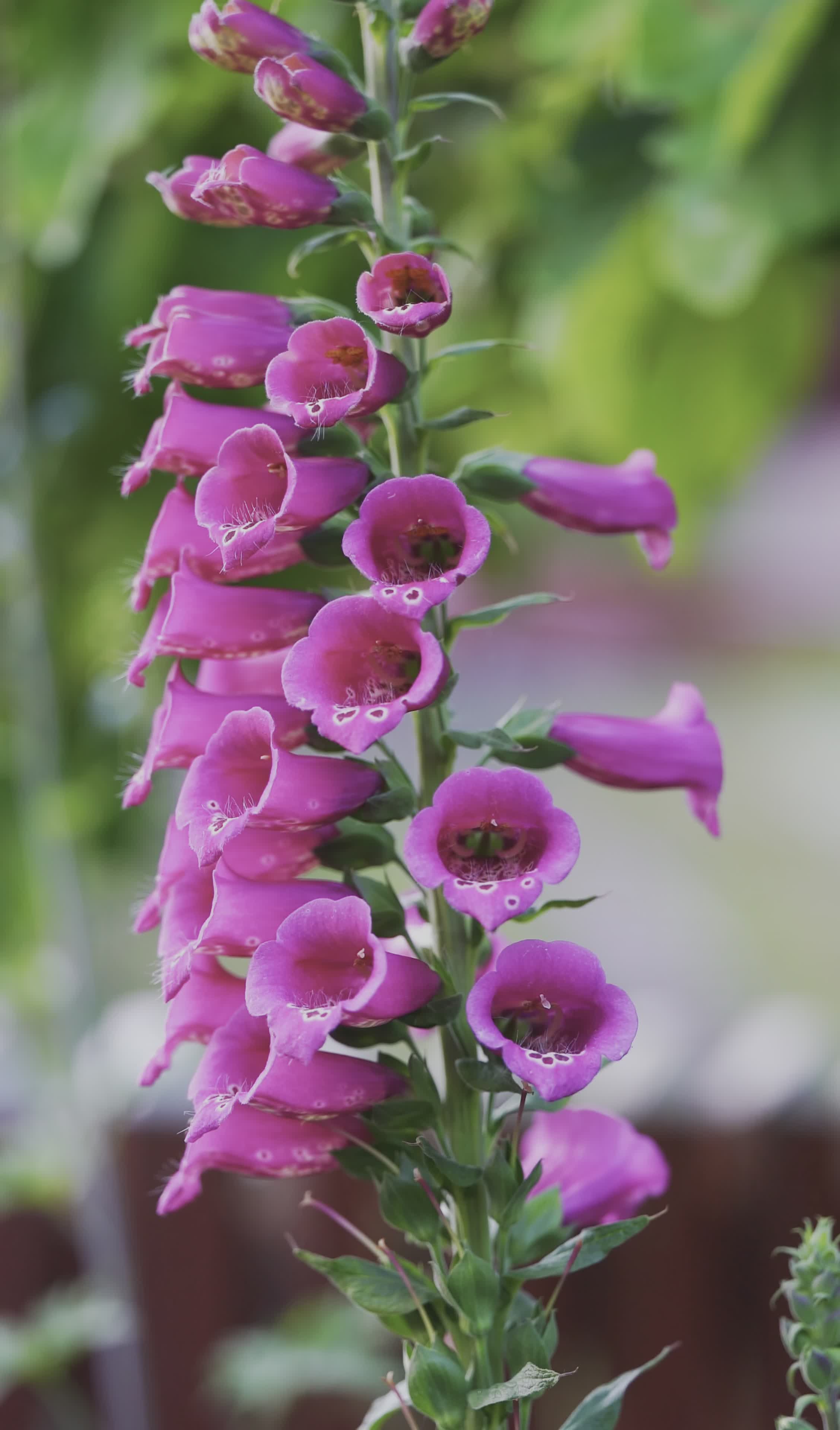 Silk Bee Videos, Download The BEST Free 4k Stock Video Footage & Silk ...