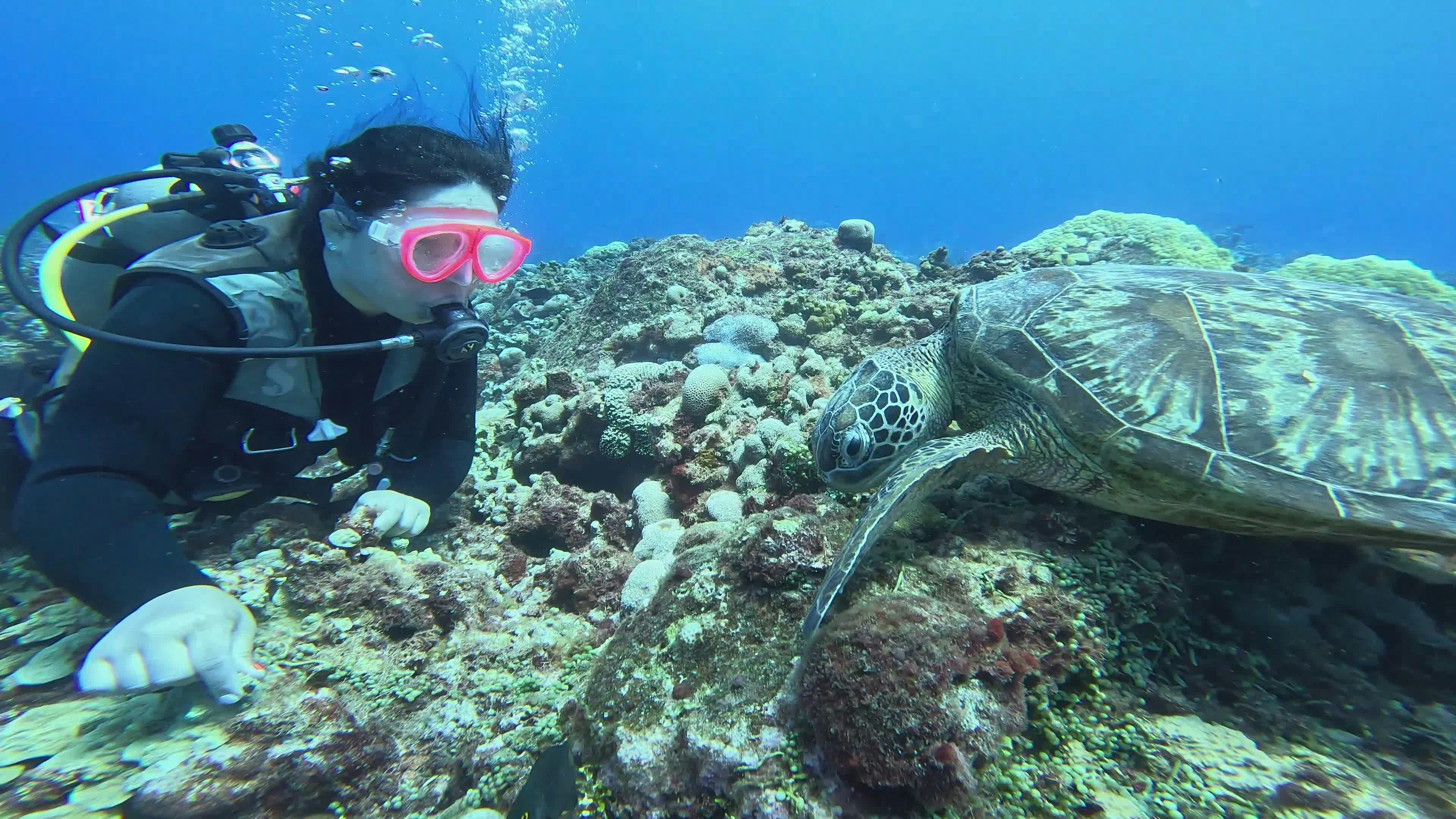 Diver and Sea Turtle Encounter Underwater Free Stock Video Footage ...