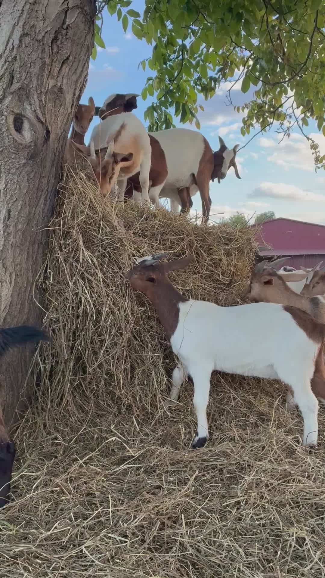 Playful Goats Climbing Haystack Outdoors Free Stock Video Footage ...