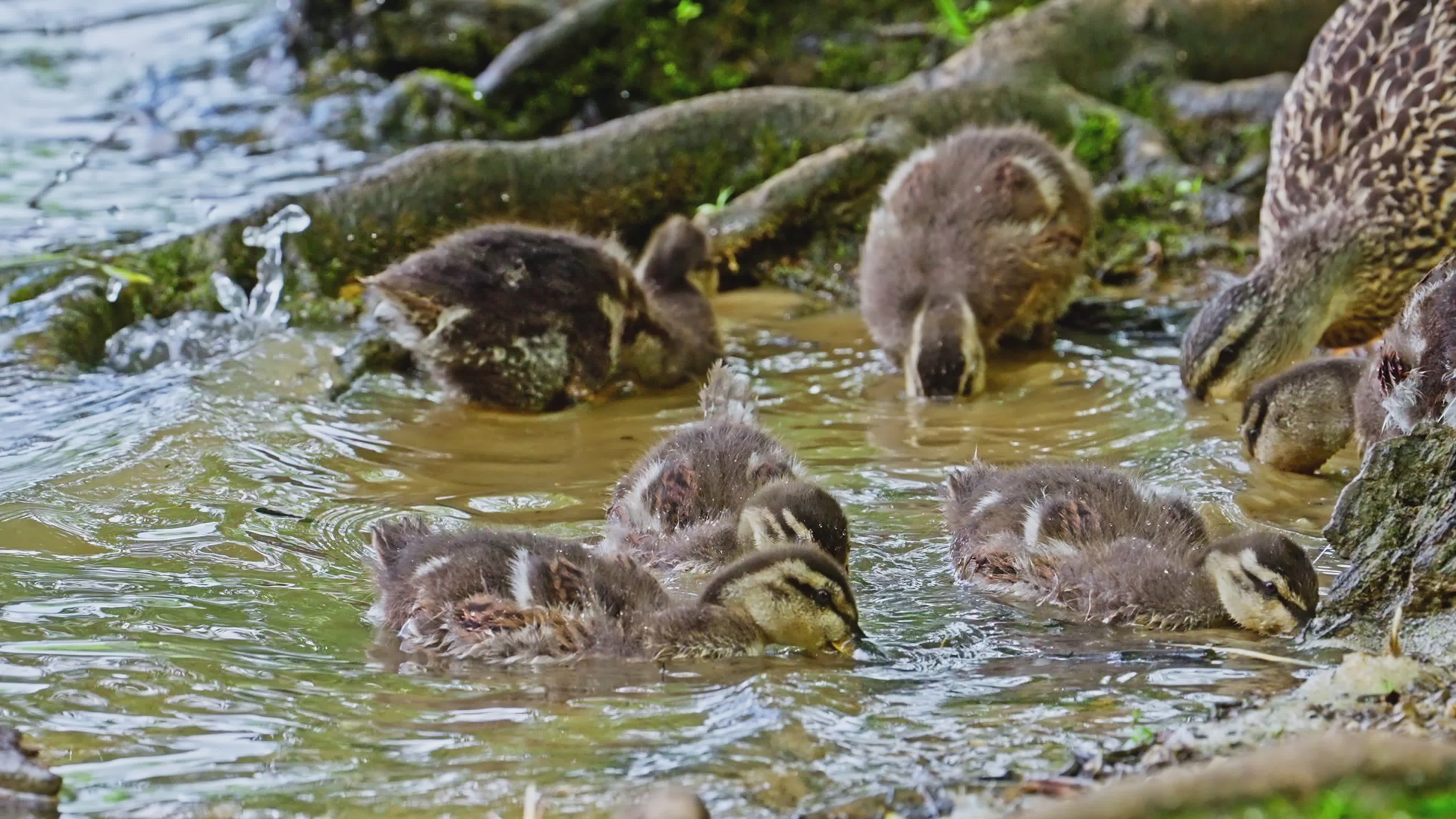 Adorable Ducklings in a Pond Scene Free Stock Video Footage, Royalty ...