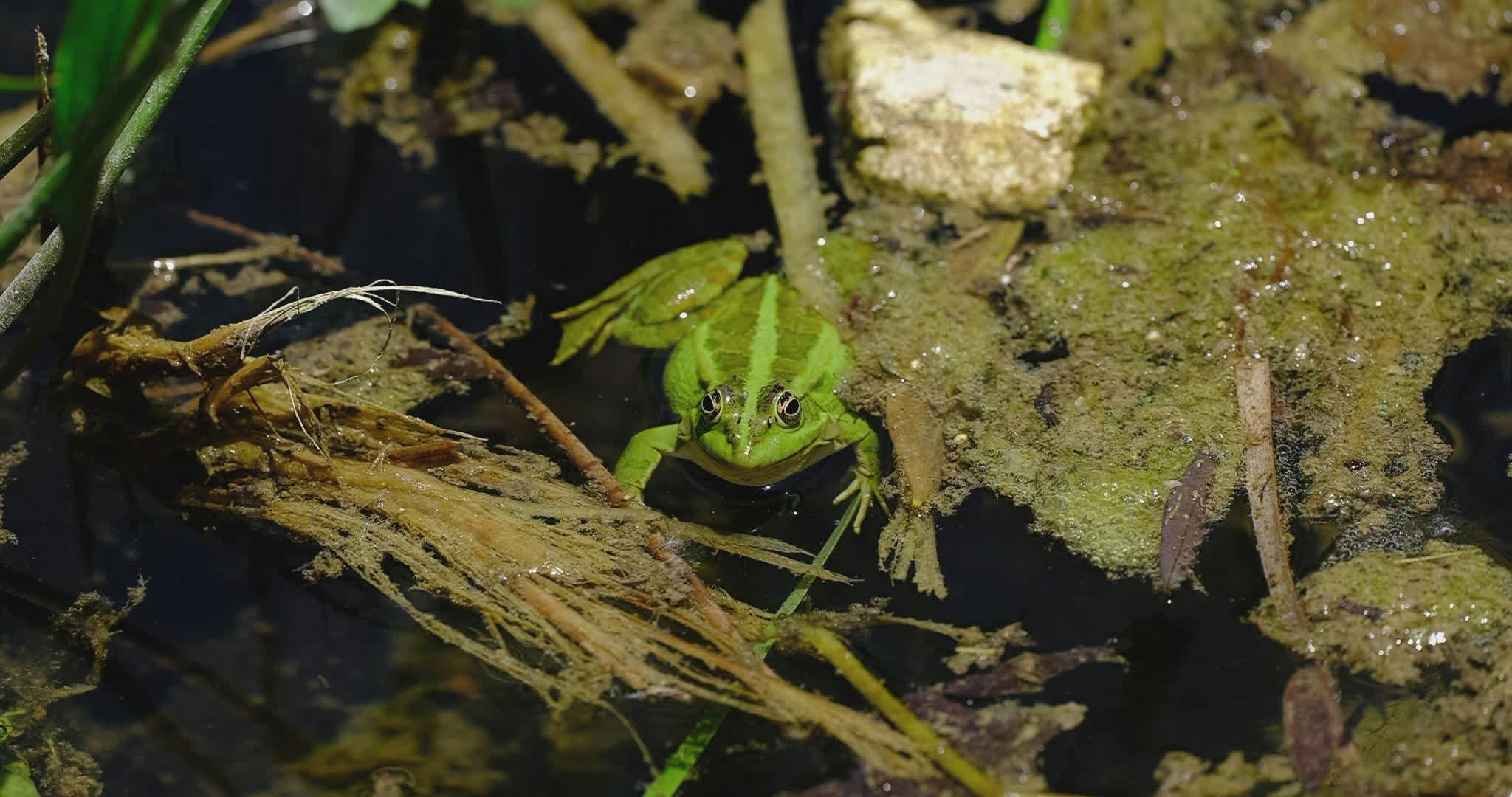 Frog Builder Videos, Download The BEST Free 4k Stock Video Footage ...