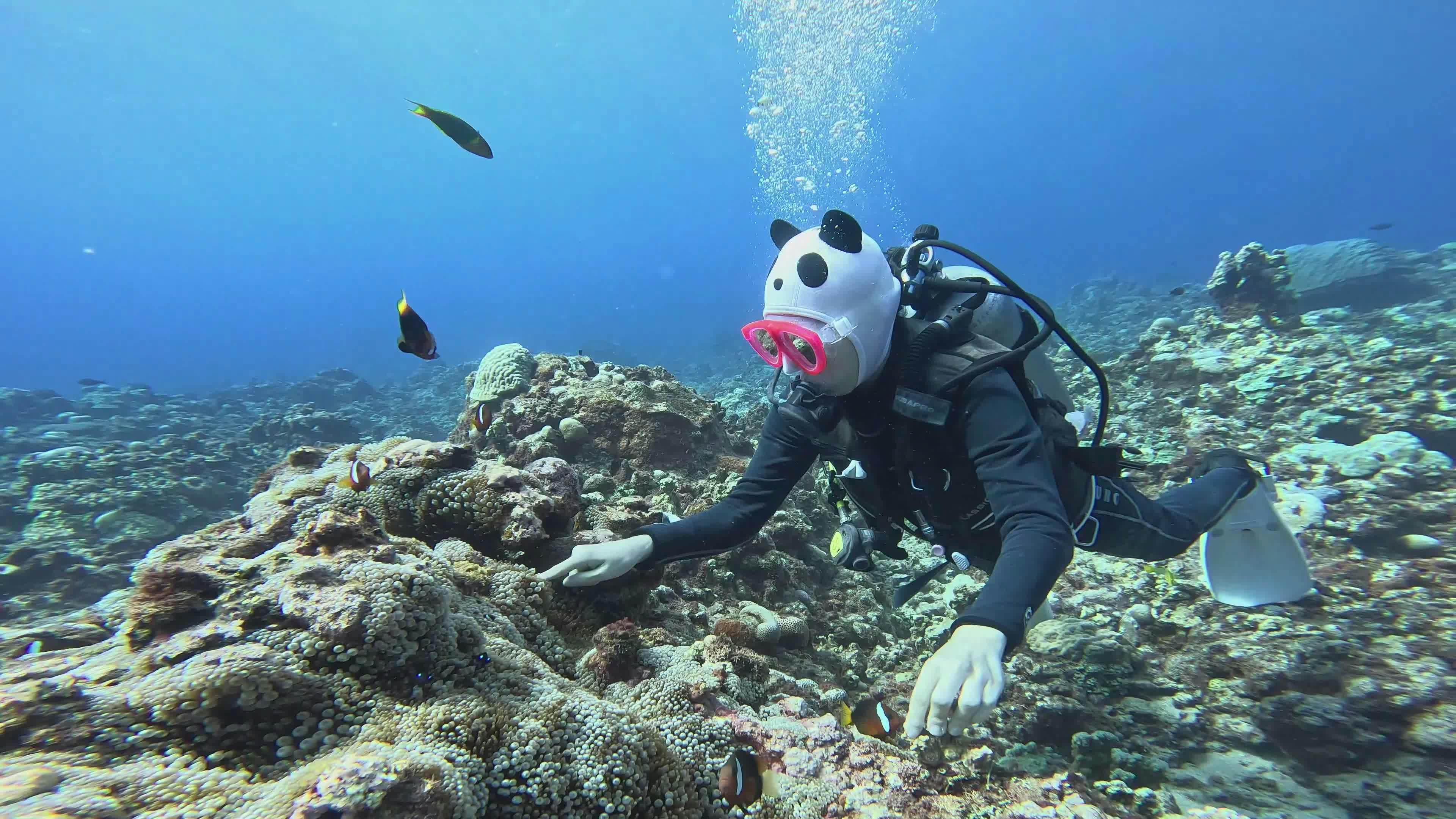 Scuba Diver with Panda Mask Swimming Underwater Free Stock Video ...