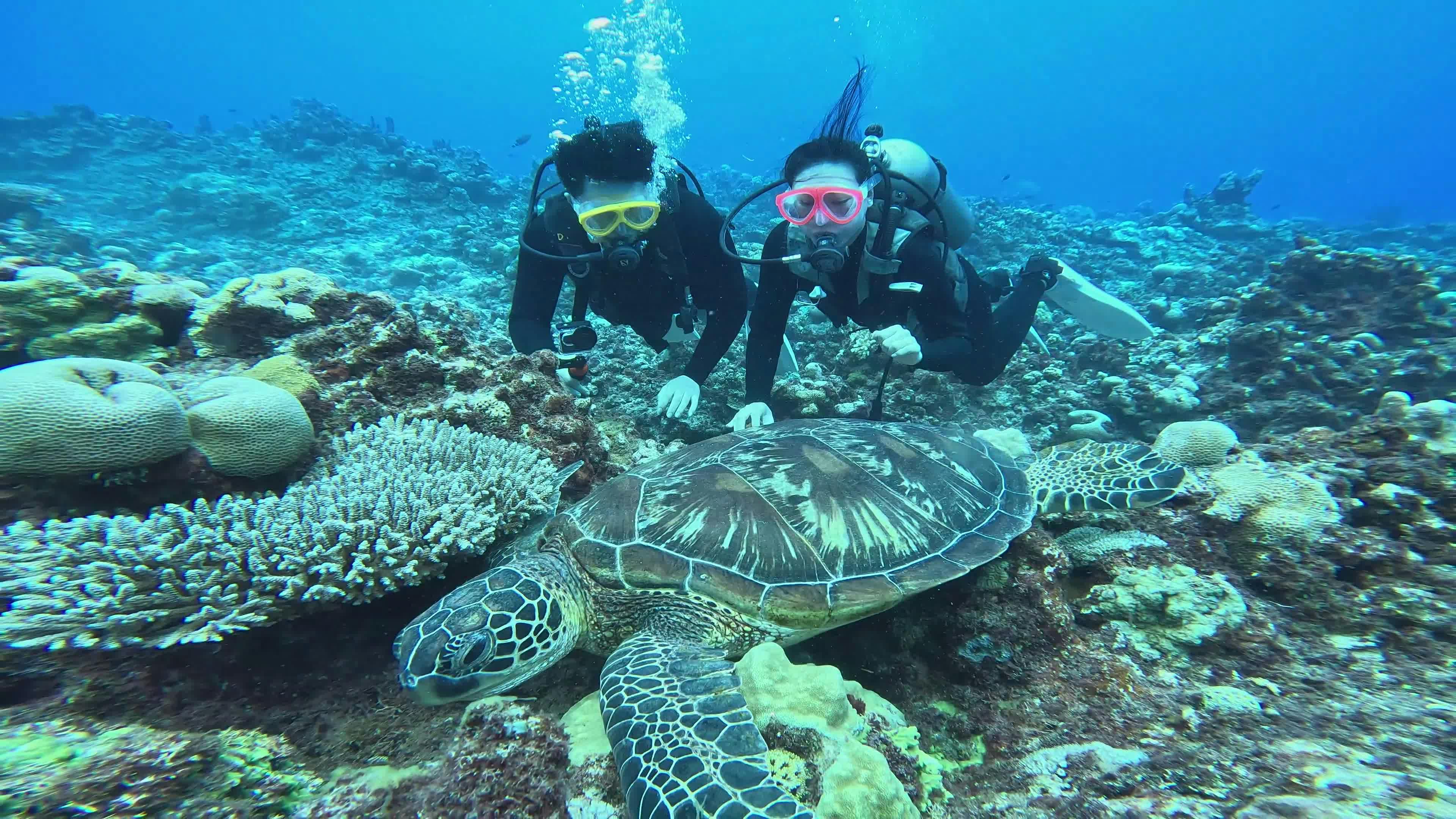 Scuba Divers Explore Coral Reef with Sea Turtle Free Stock Video ...