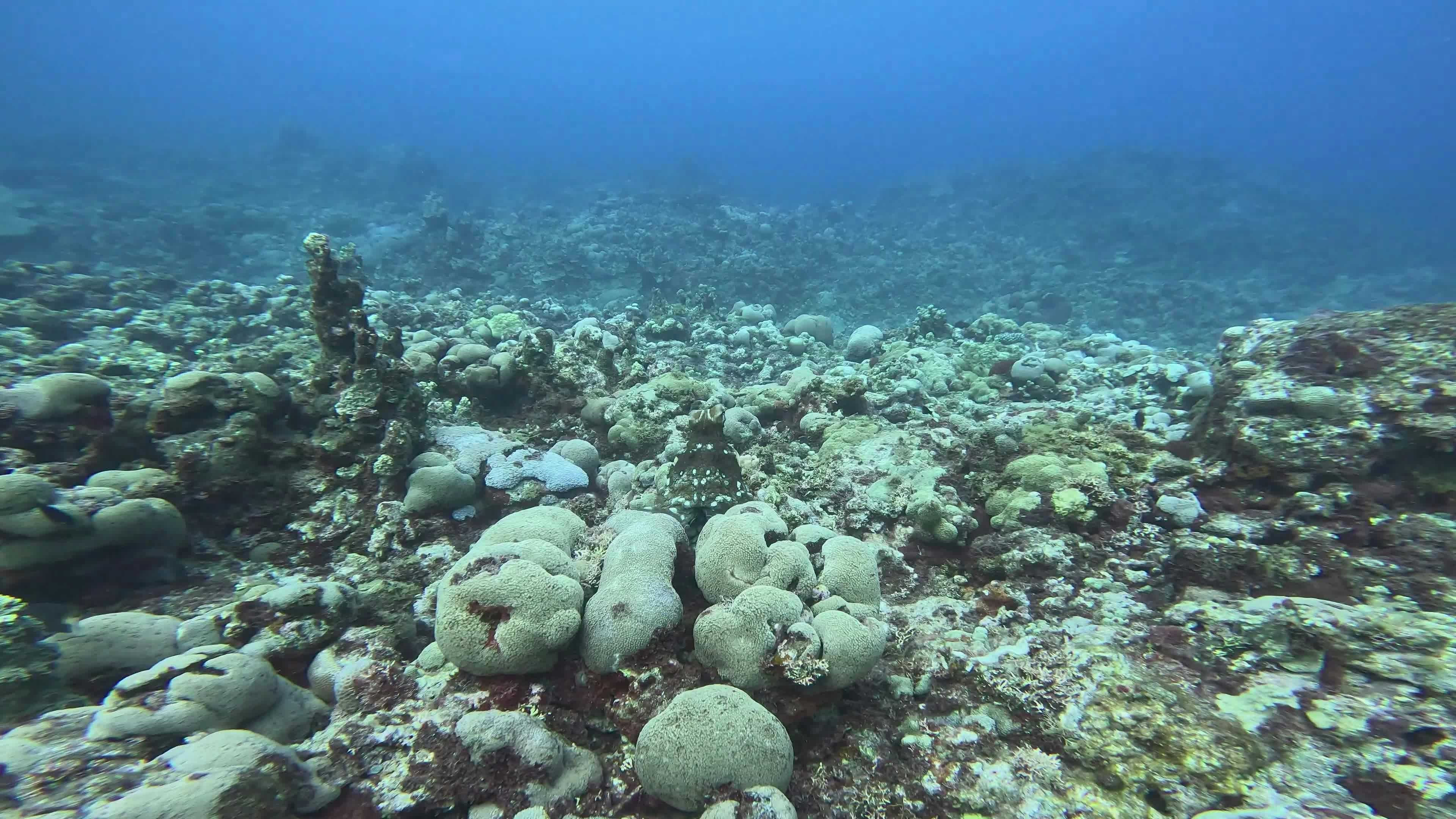 Vibrant Underwater Coral Reef and Octopus Exploration Free Stock Video ...