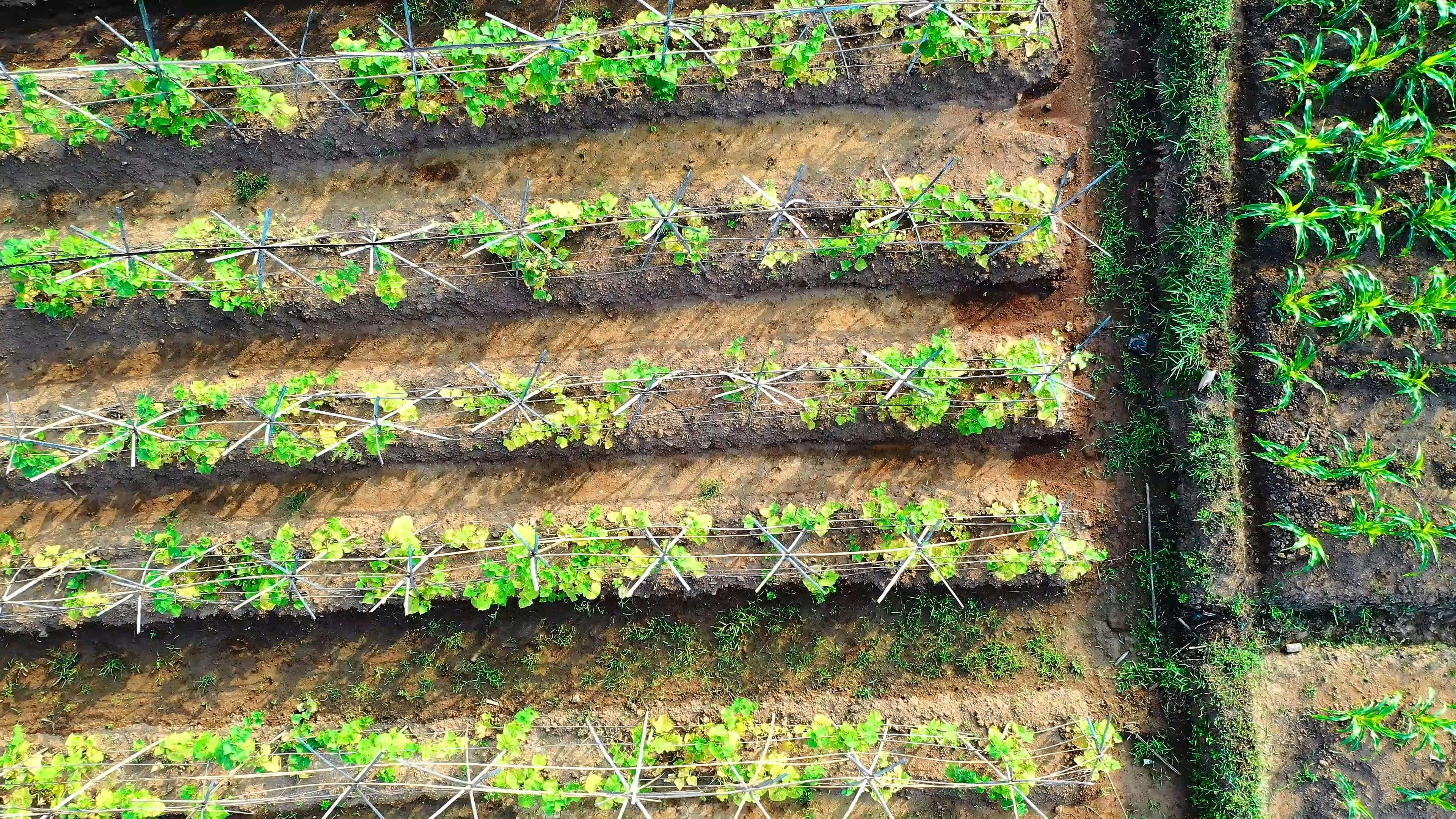 Ecology Videos, Download The BEST Free 4k Stock Video Footage & Ecology ...