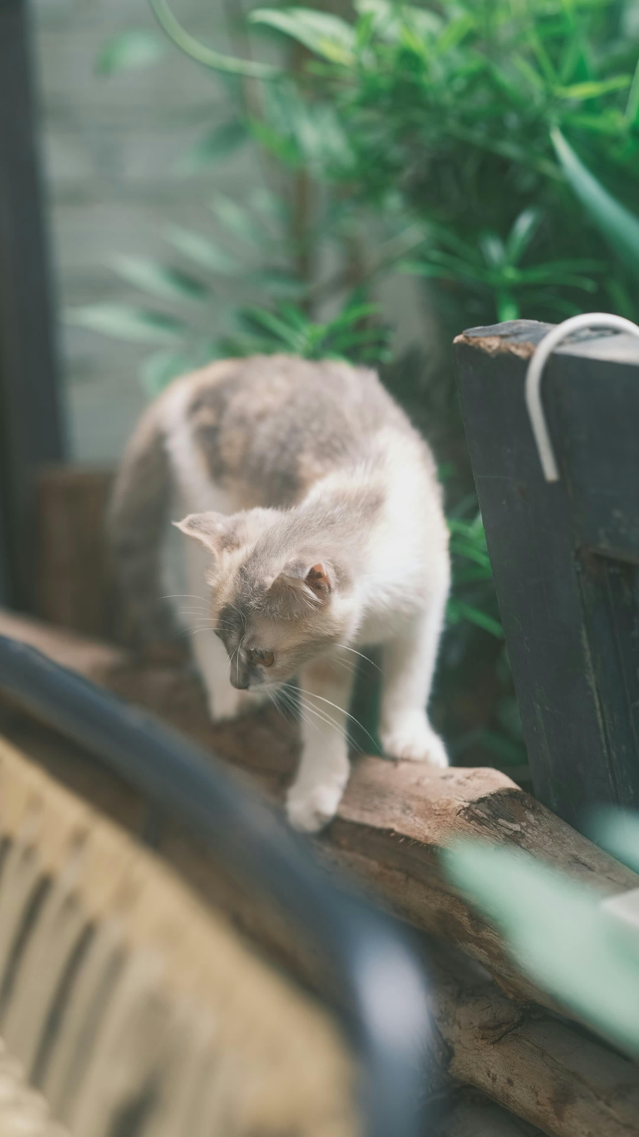 Cat Swatting Videos, Download The BEST Free 4k Stock Video Footage ...