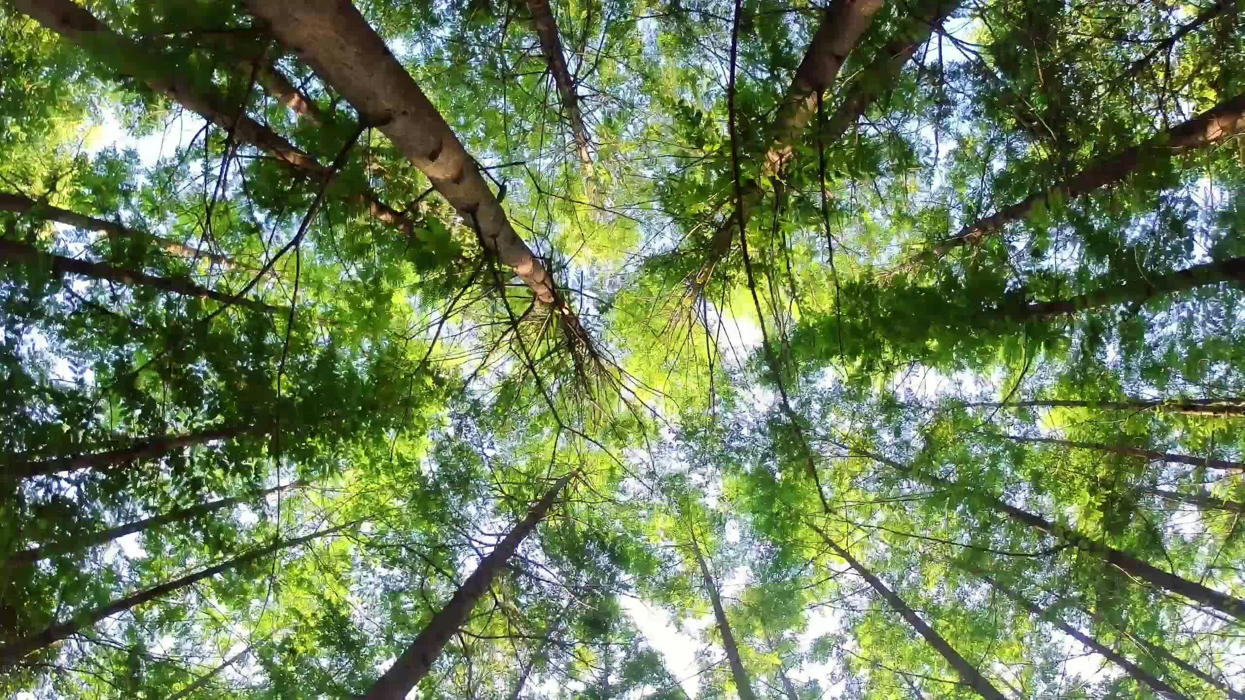 Ecosystem 4k Videos, Download The BEST Free 4k Stock Video Footage ...