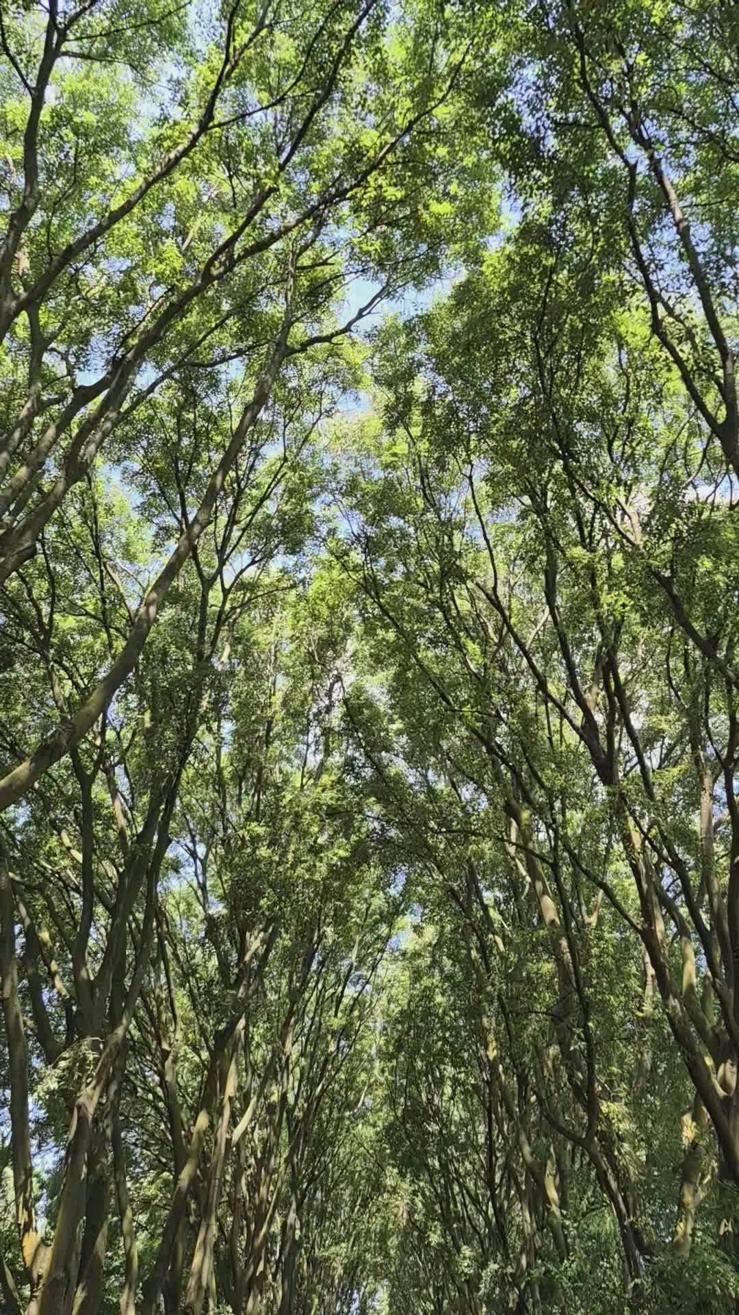 Copa Serena De árvores Em Uma Floresta Verdejante · Vídeo profissional ...