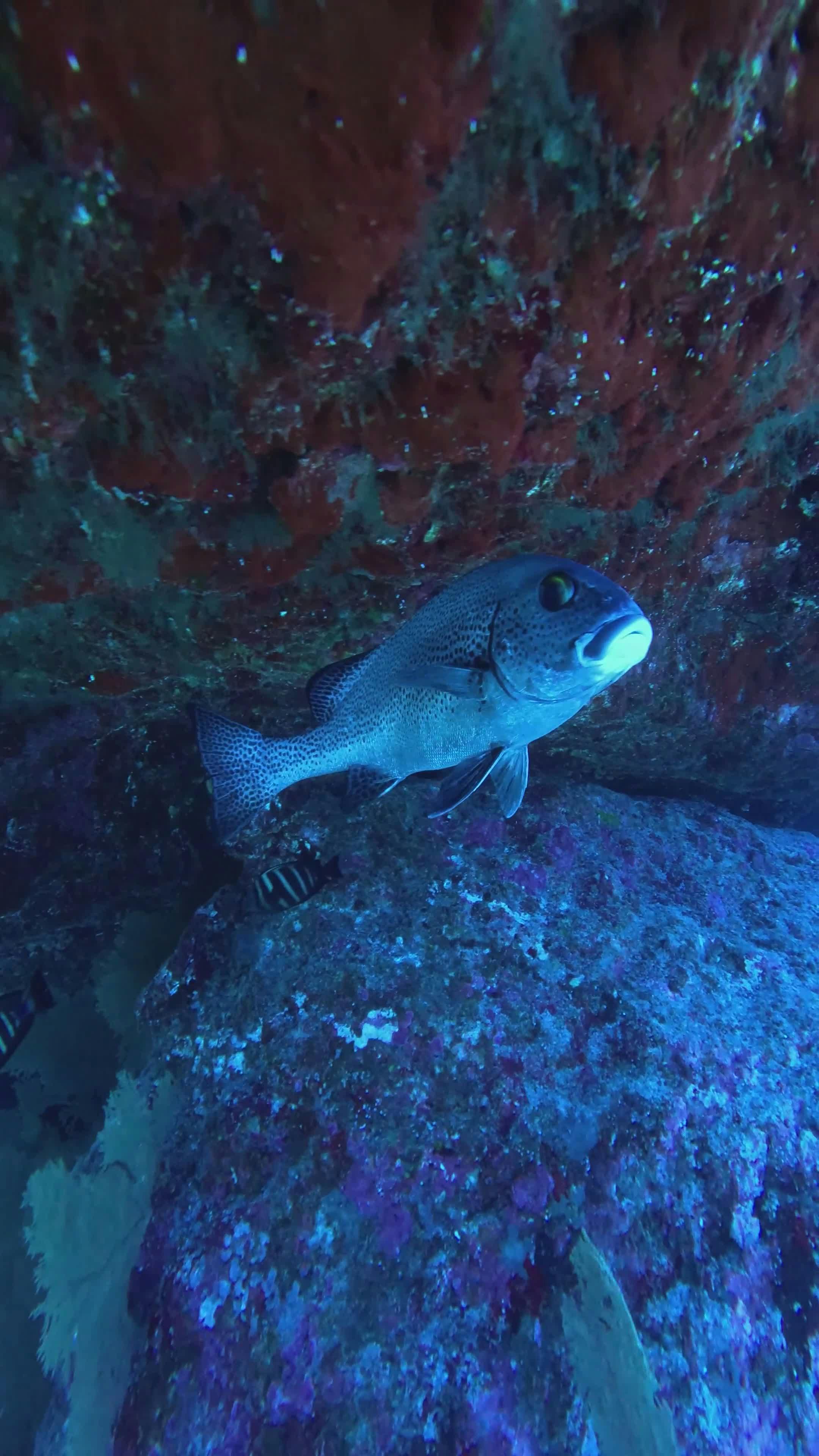 Sea & Fish Videos, Download The BEST Free 4k Stock Video Footage & Sea ...