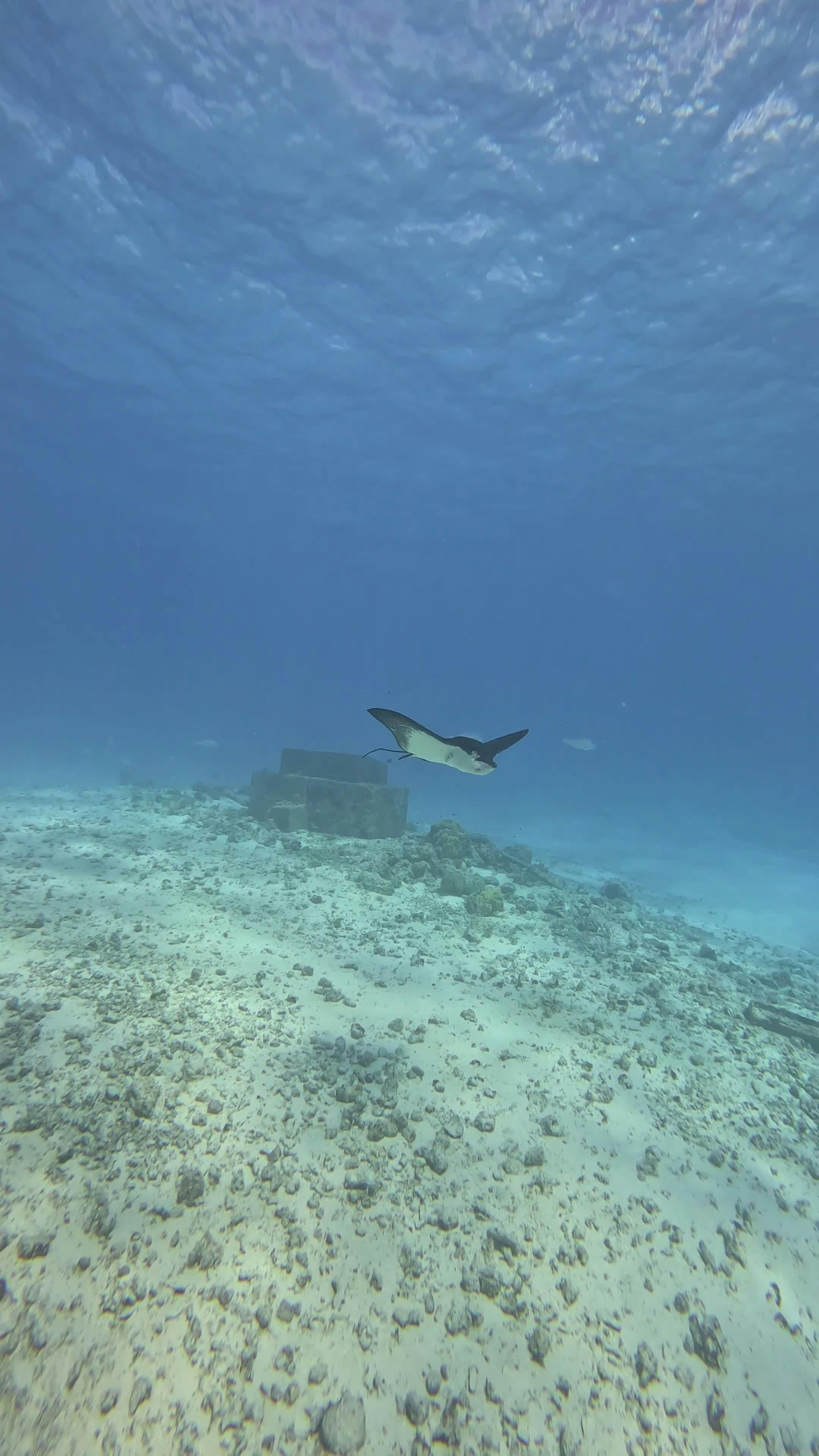 Mala Fish Videos, Download The BEST Free 4k Stock Video Footage & Mala ...